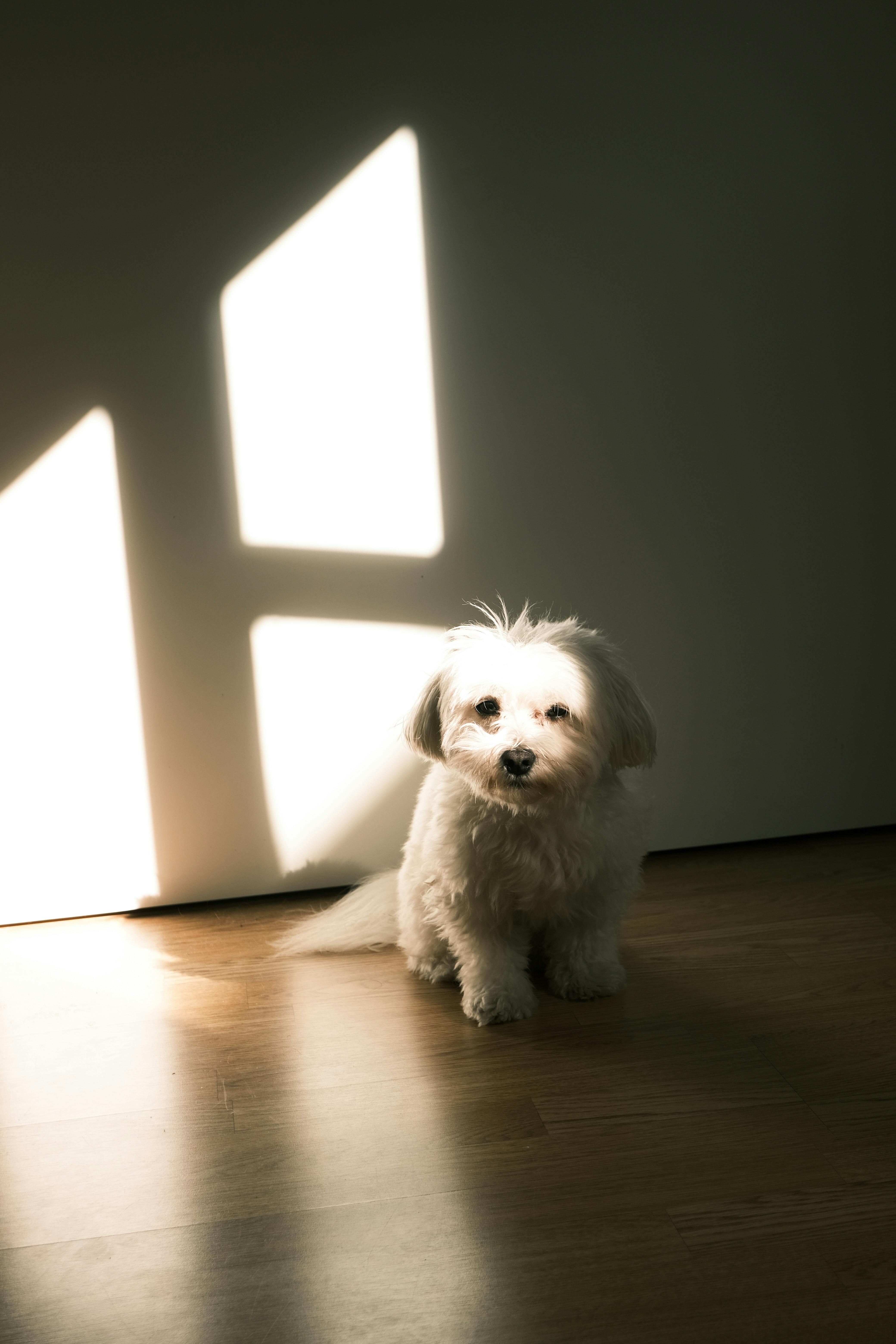 Fluffy Puppy in Sunlight · Free Stock Photo