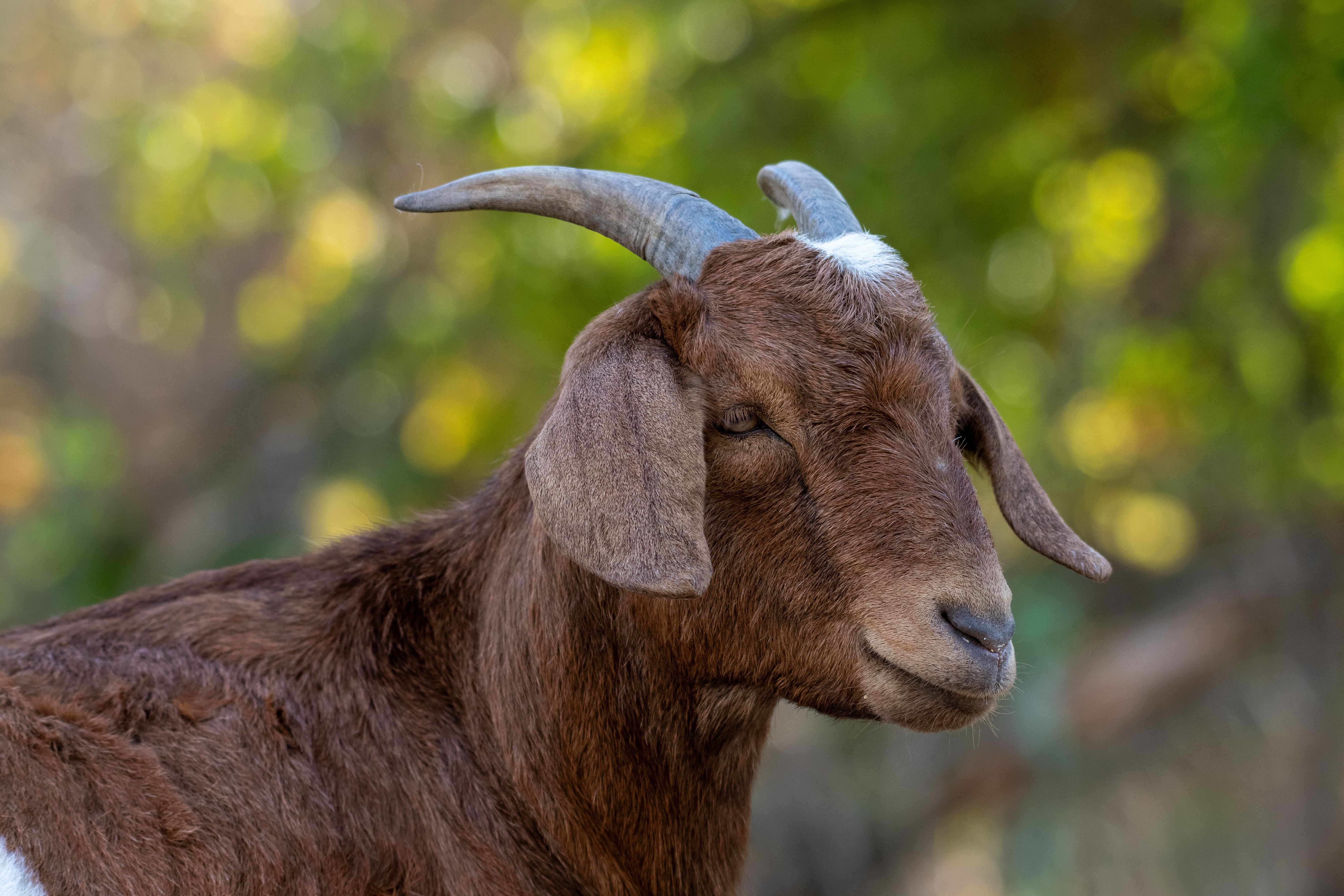 Goat in Close Up · Free Stock Photo