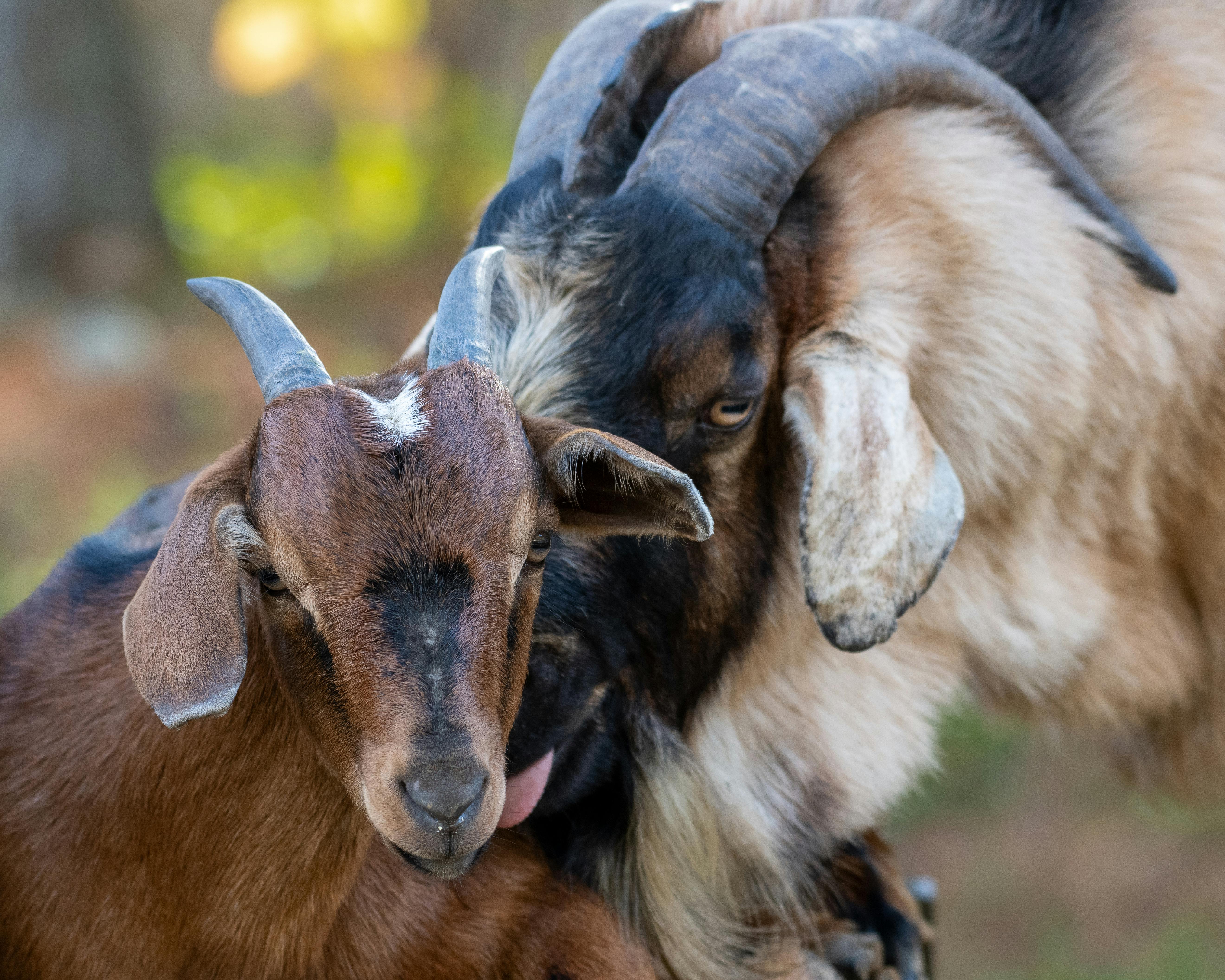 Portrait of Goats · Free Stock Photo