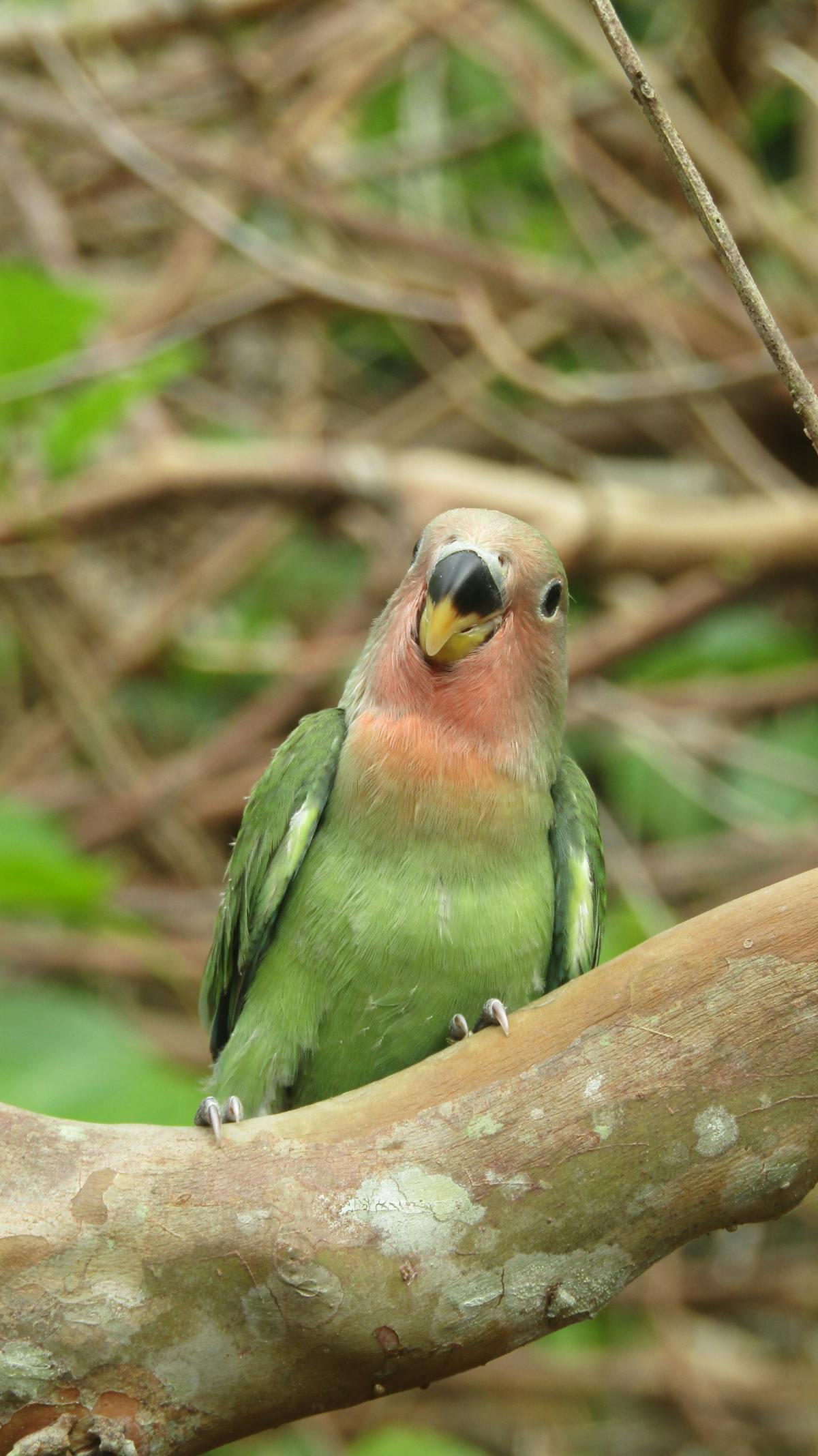 Parrot Images Photos, Download The BEST Free Parrot Images Stock Photos ...