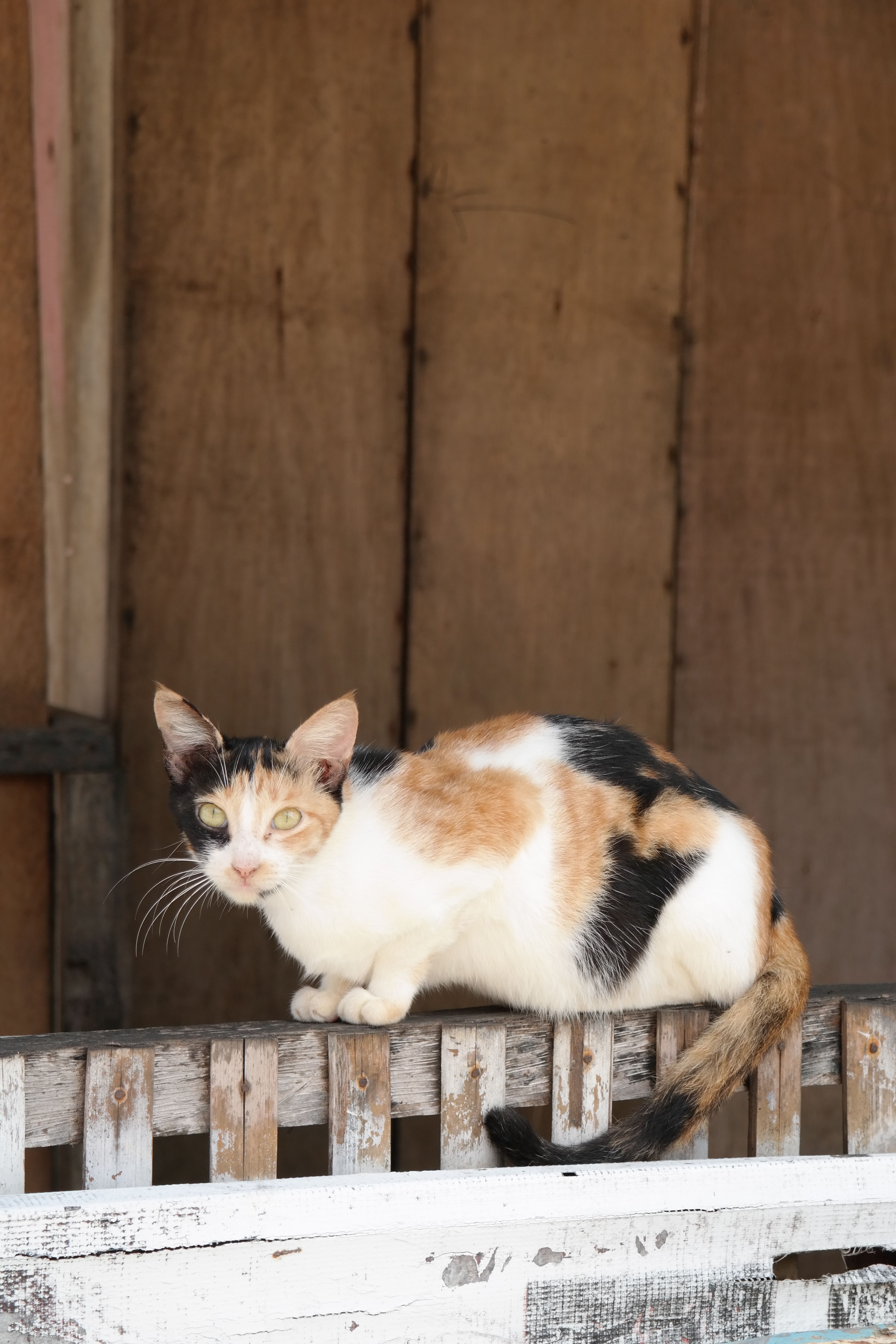 Cute Walls Photos, Download The BEST Free Cute Walls Stock Photos & HD ...