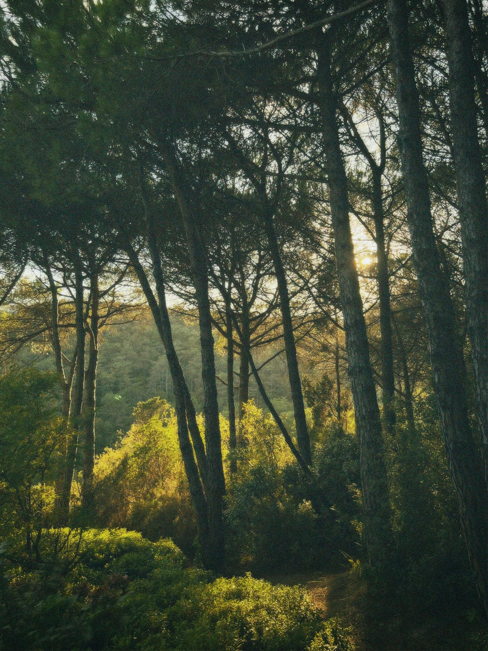 Photography of Forest · Free Stock Photo