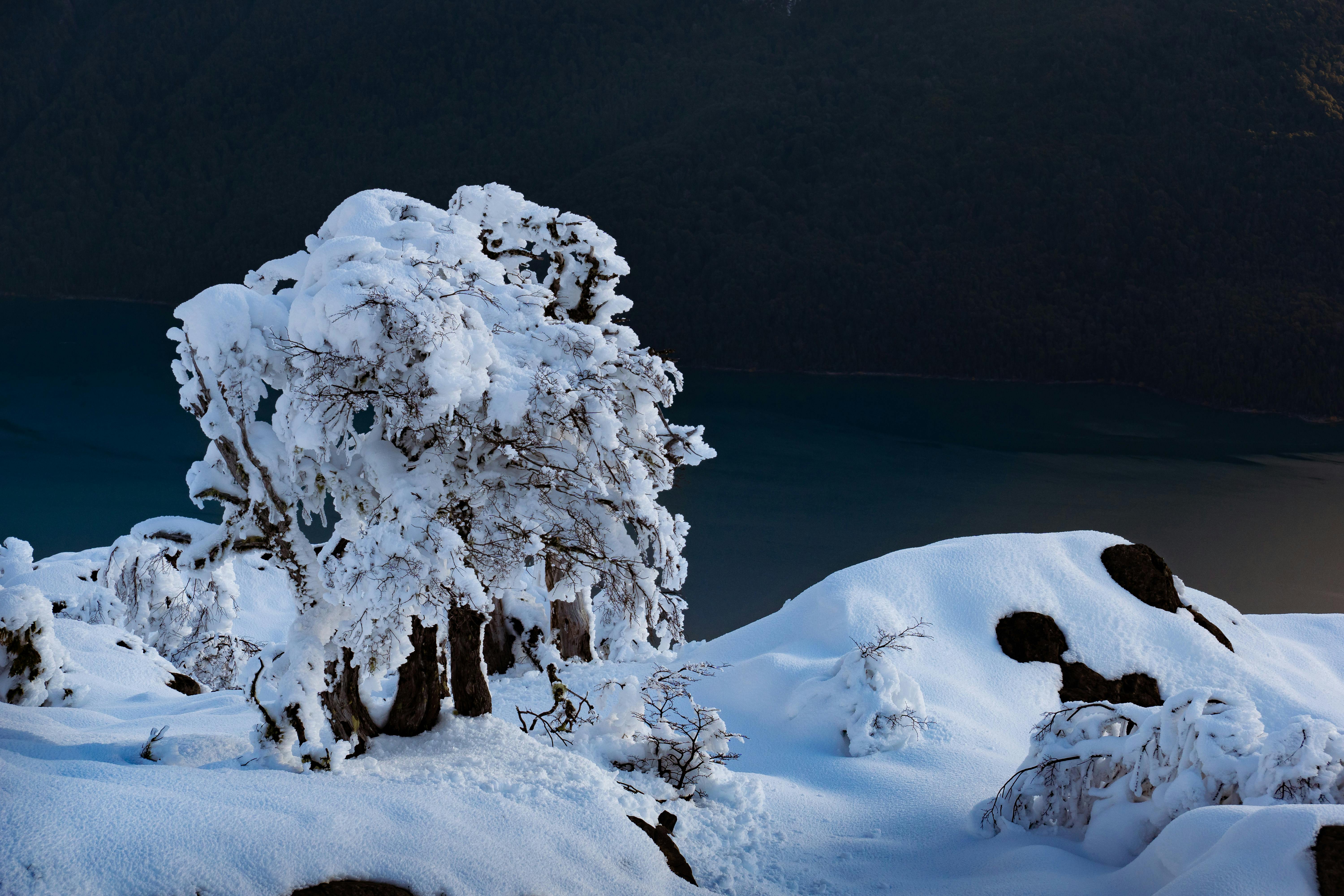 Tree in a Valley Covered with Snow · Free Stock Photo