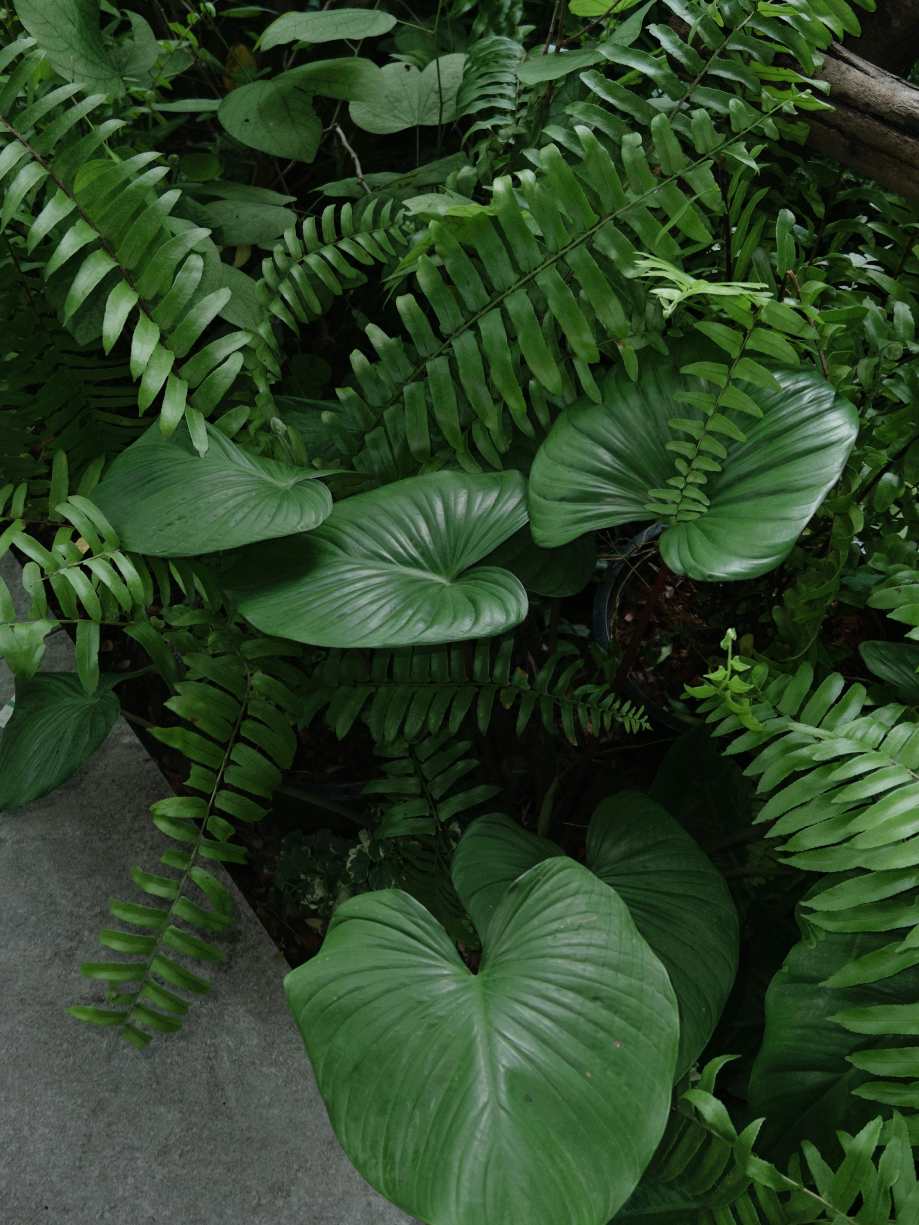 Real Mint - Photography