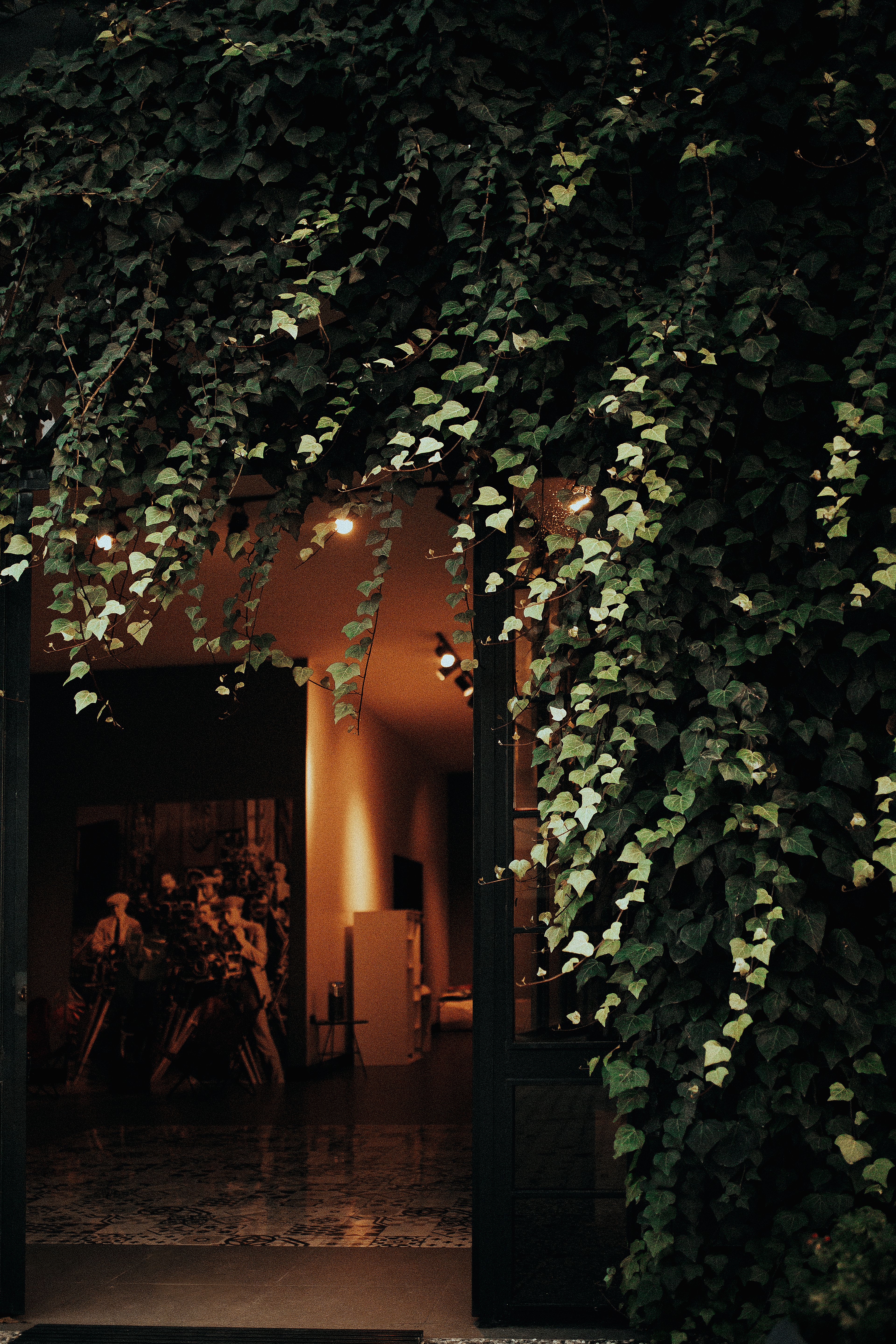 Ivy in Front of a House Building at Night · Free Stock Photo