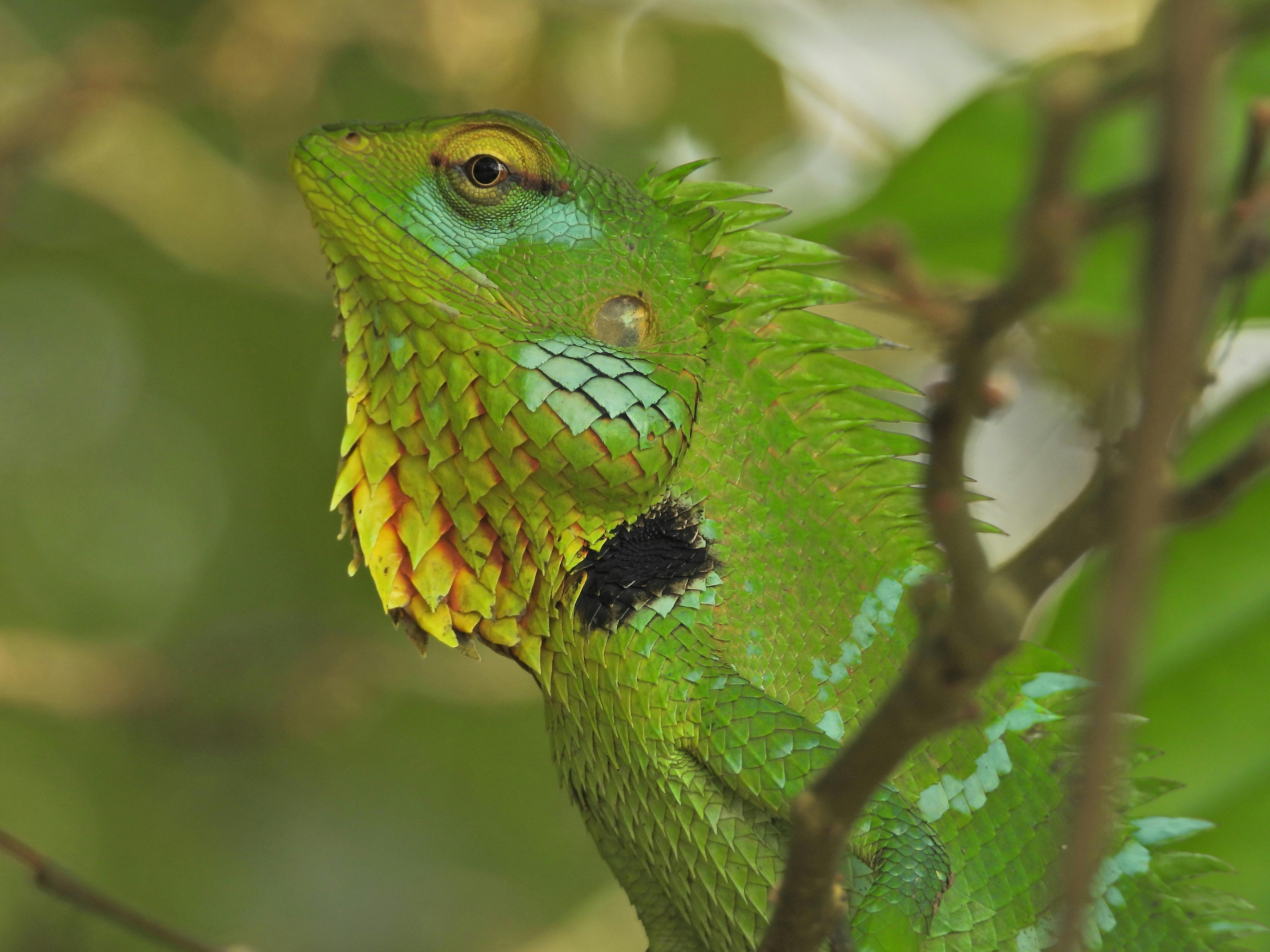 Photo gratuite de animal, faune, jungle, lézard, portrait, reptile ...