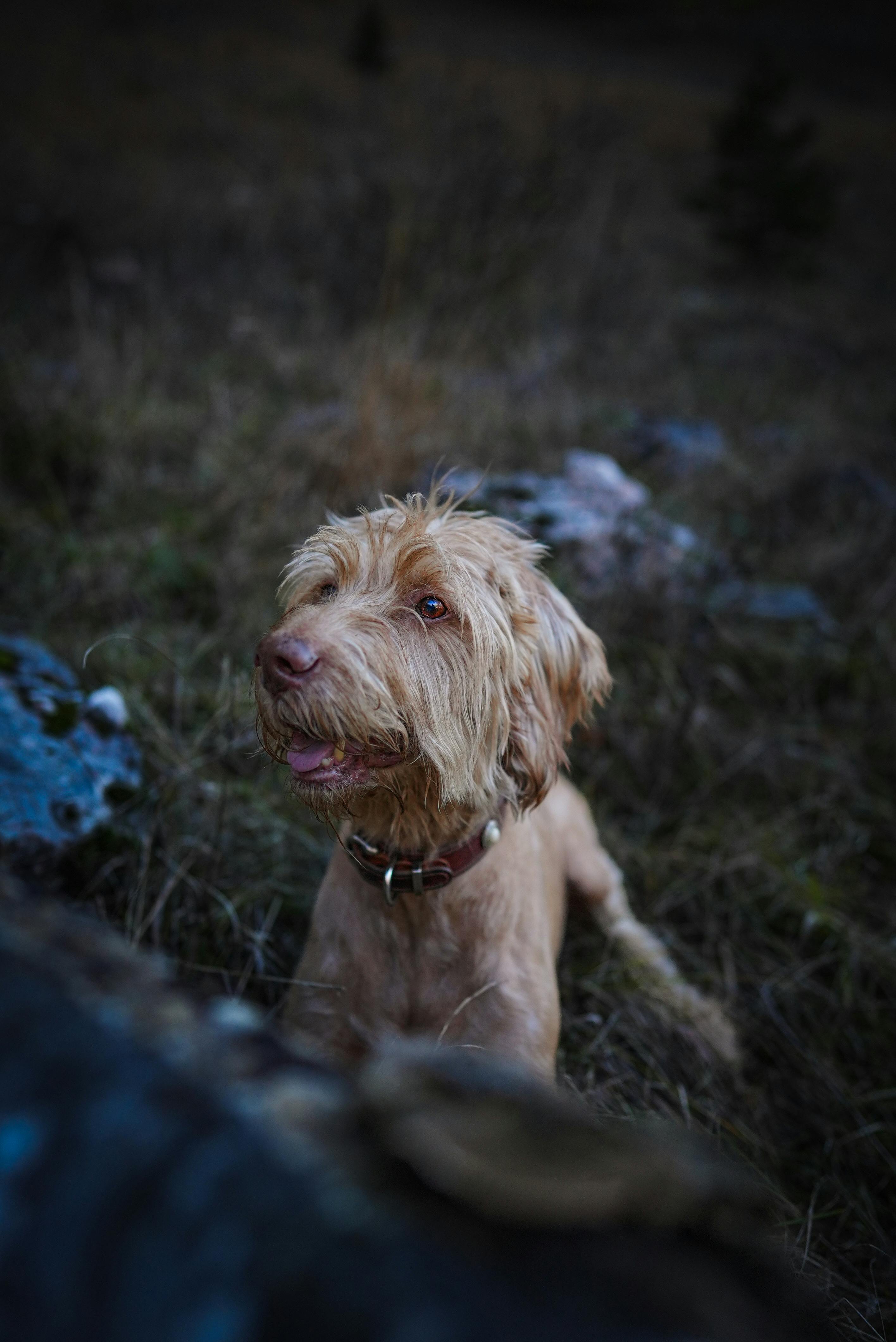 Labradoodle Photos, Download The BEST Free Labradoodle Stock Photos ...