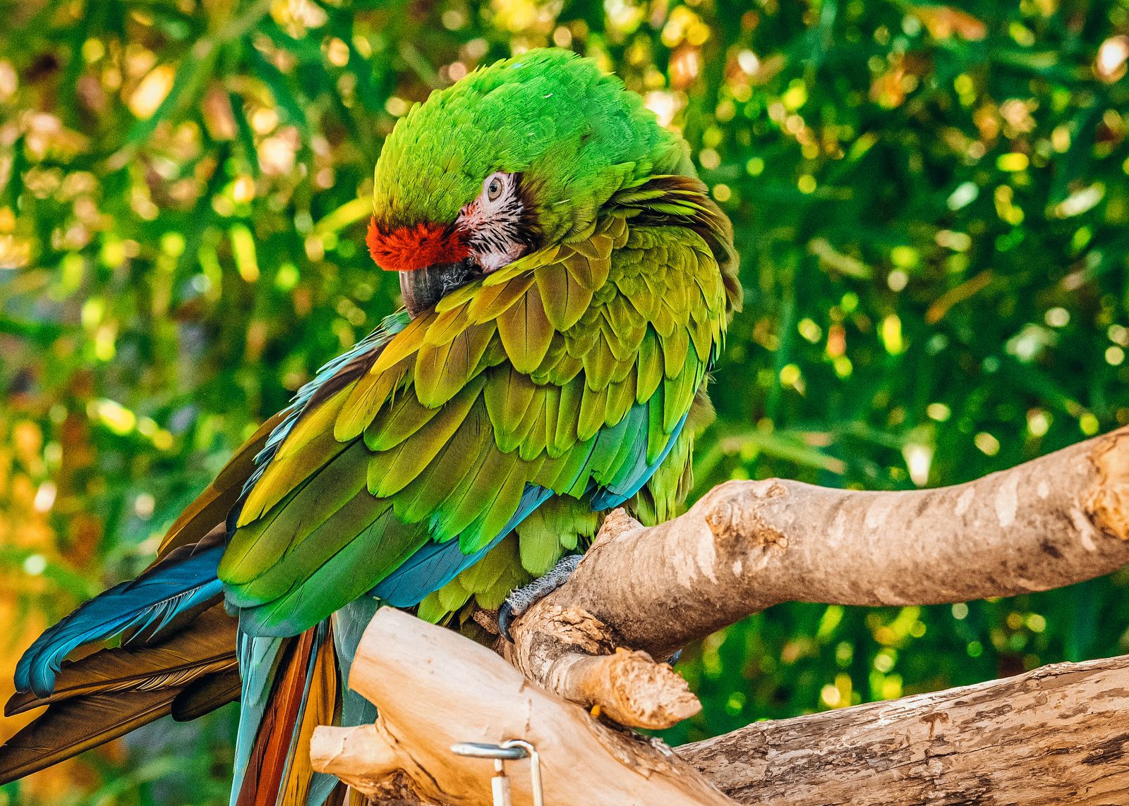Green Writer Photos, Download The BEST Free Green Writer Stock Photos ...