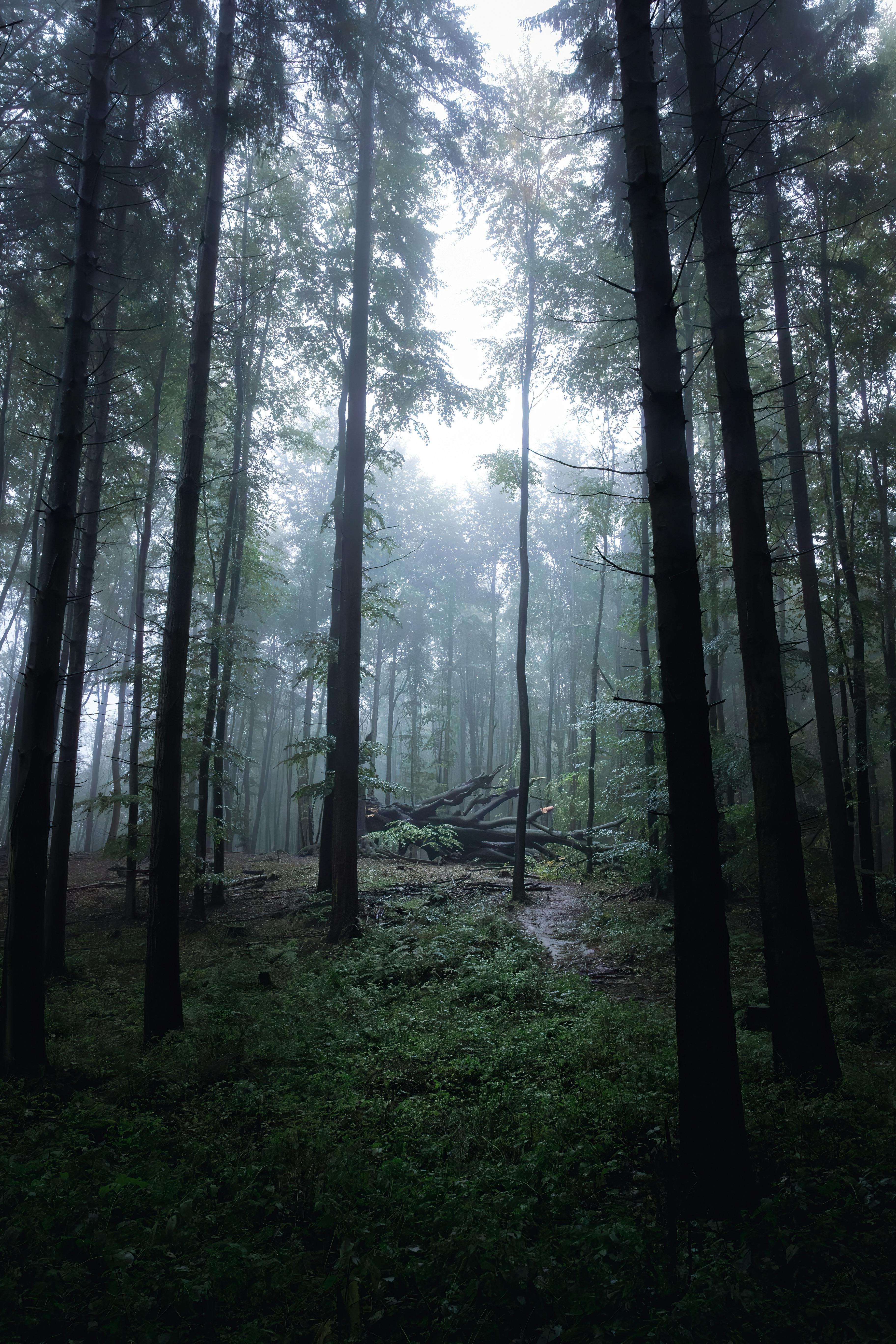Thin Fog above Hill in Forest · Free Stock Photo