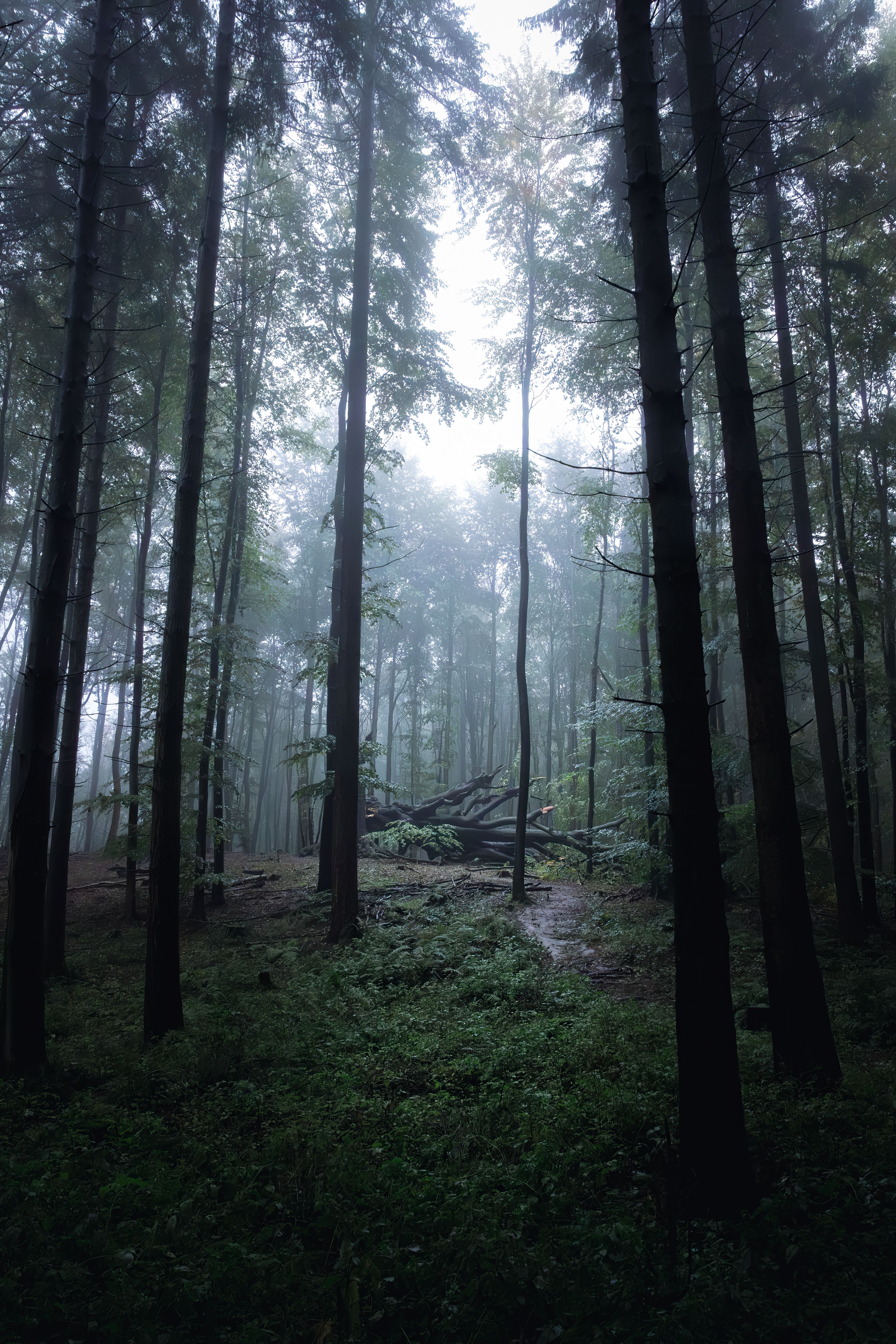 Thin Fog above Hill in Forest · Free Stock Photo
