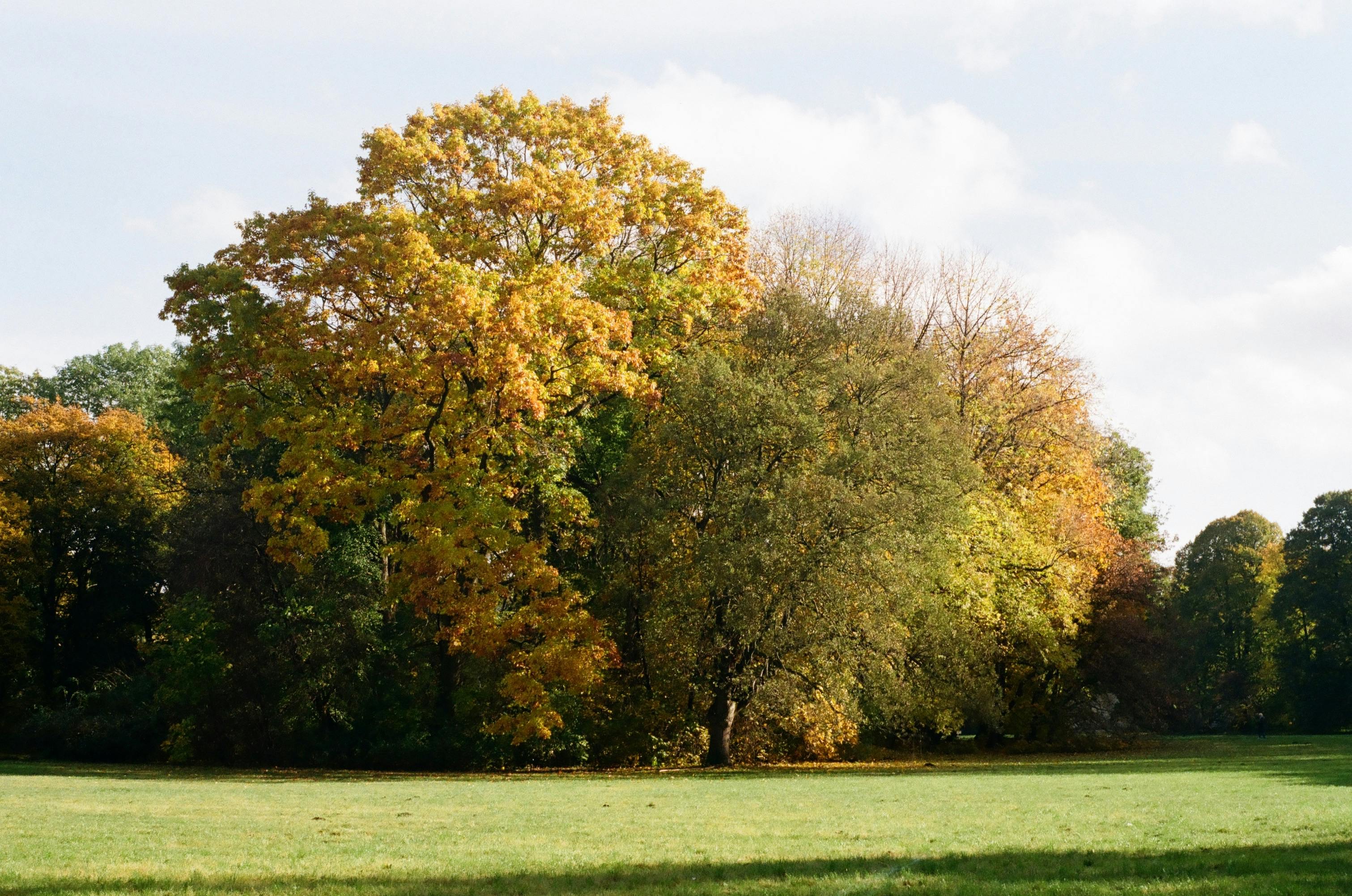 Clusia Tree Photos, Download The BEST Free Clusia Tree Stock Photos ...