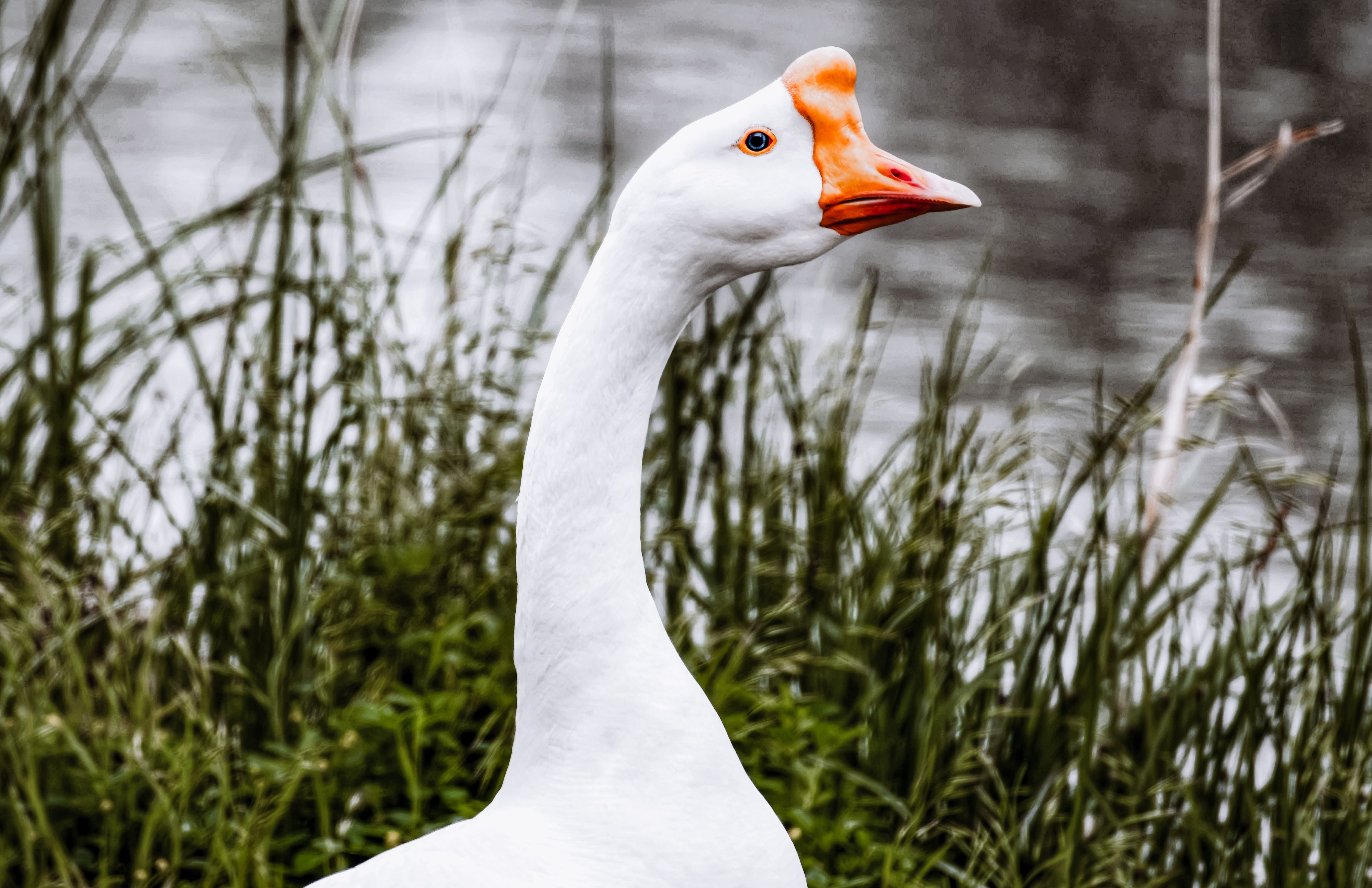Goose in Grass · Free Stock Photo
