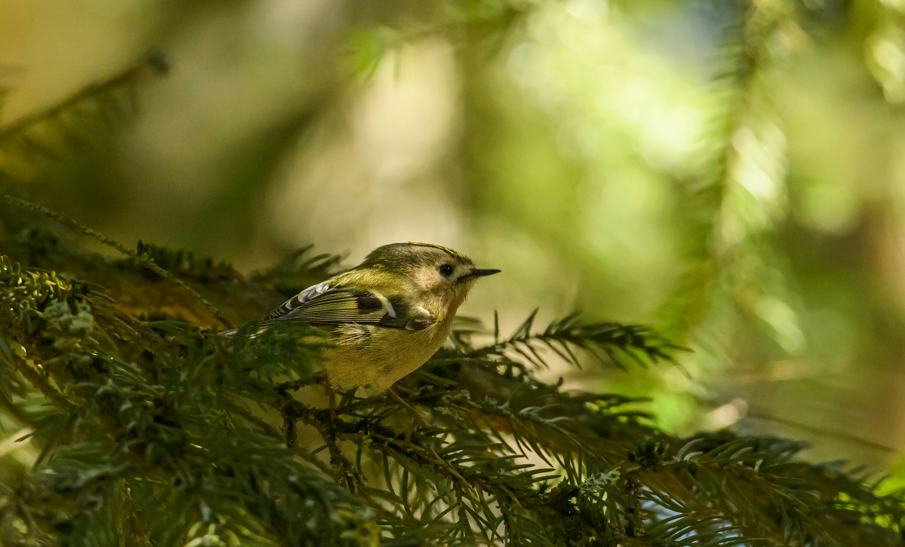 Goldcrest Tree Photos, Download The BEST Free Goldcrest Tree Stock ...