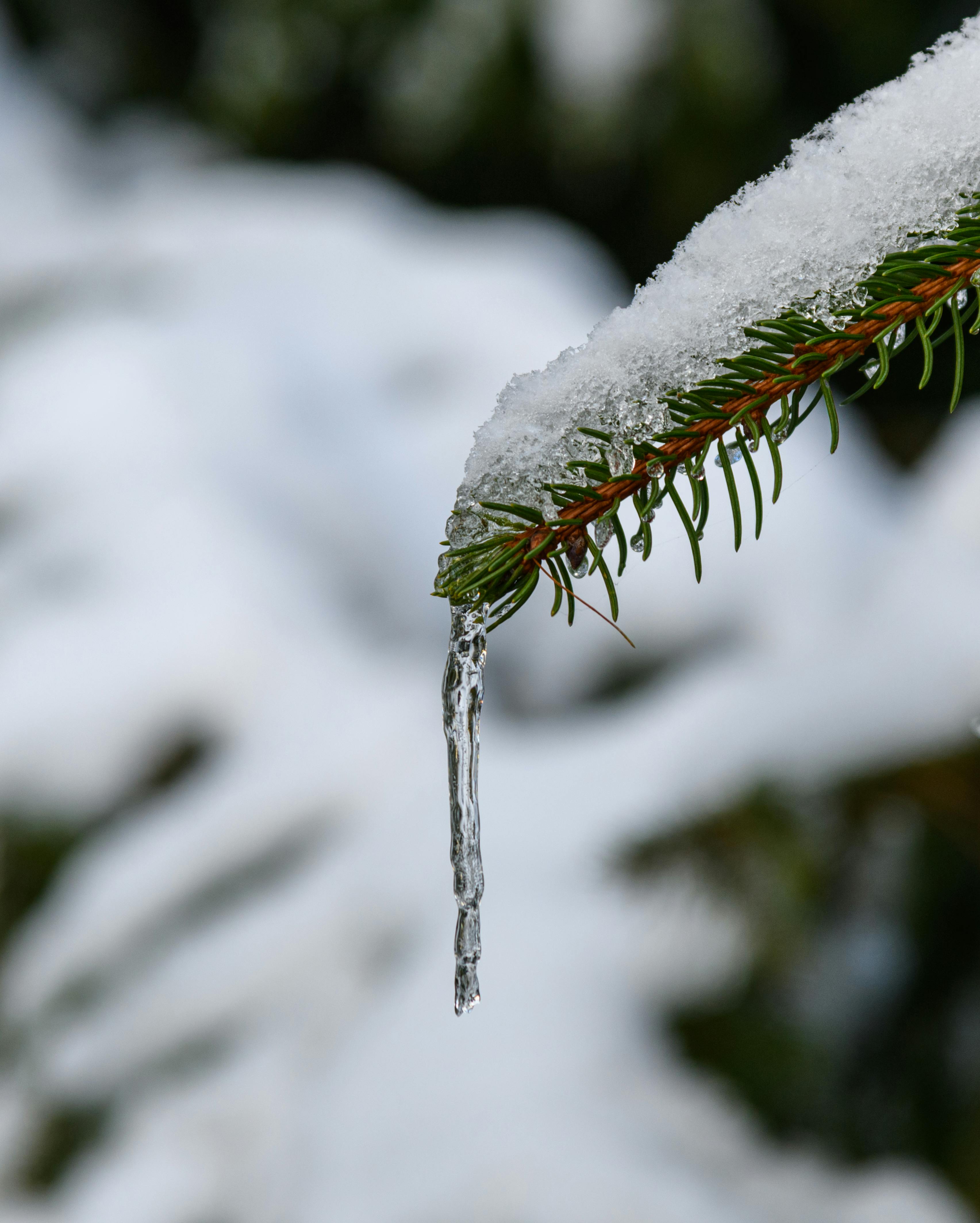 Icicle Formed on Snow Covered Pine Branch · Free Stock Photo
