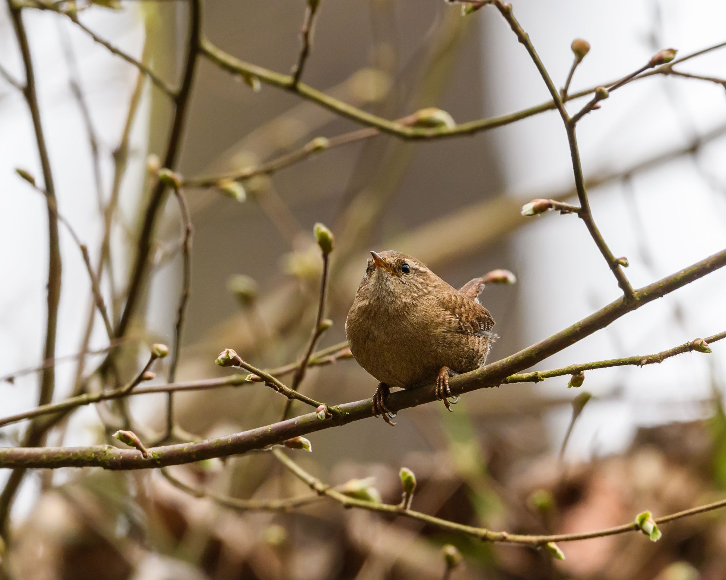 Bicolored Wren Photos, Download The BEST Free Bicolored Wren Stock ...