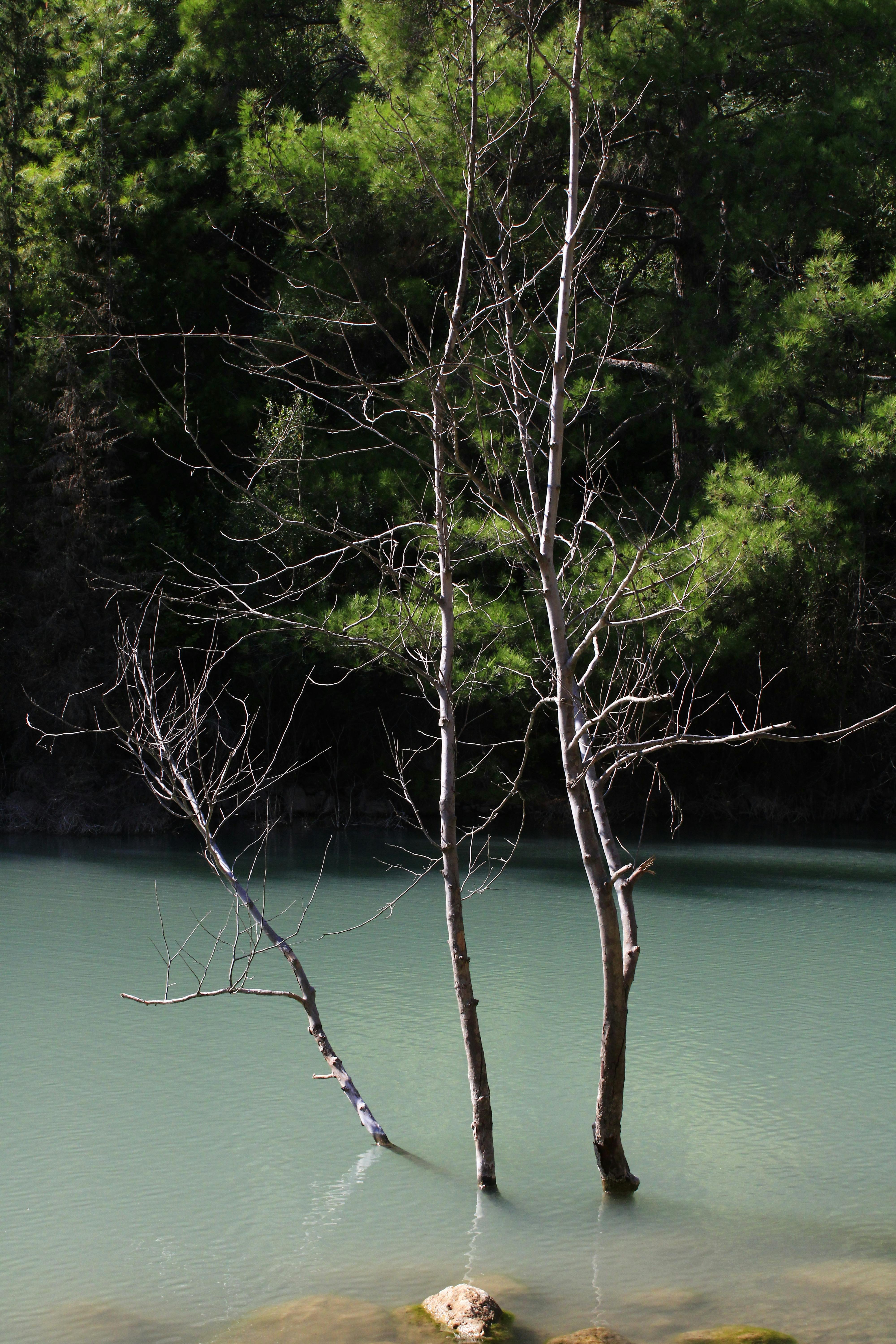 Tree Branches Protruding from Lake Water · Free Stock Photo