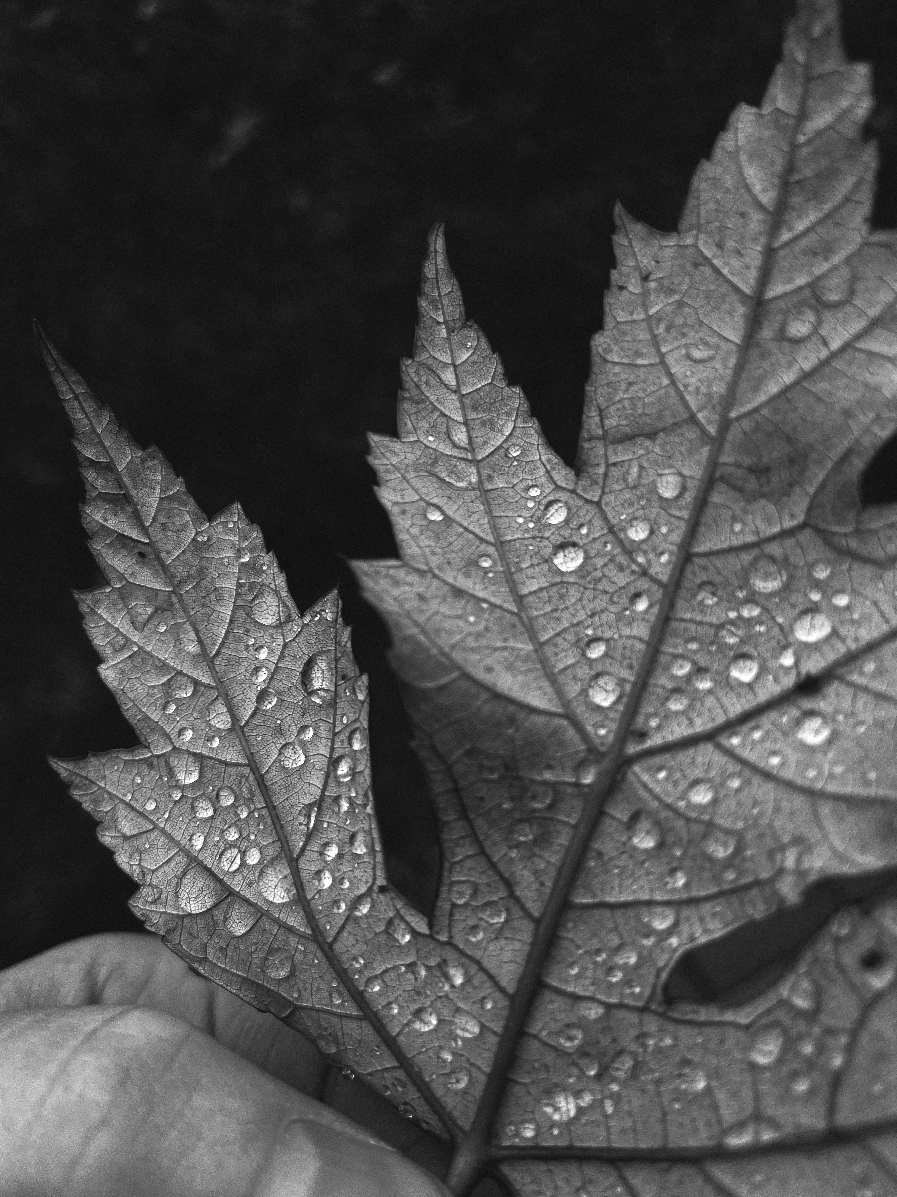 Maple Syrup Drops Staining a White Table · Free Stock Photo