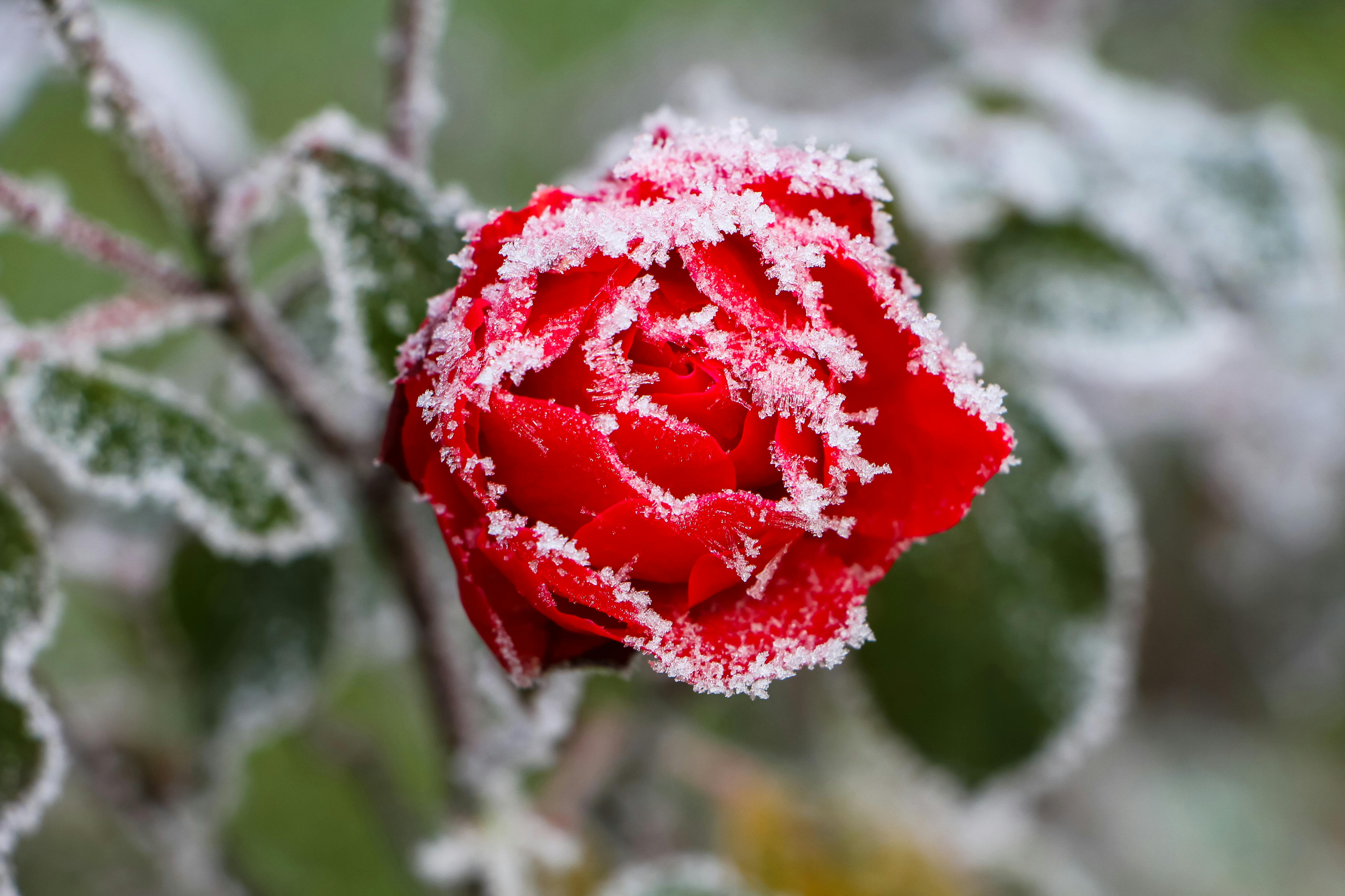 Snow And Rose Photos, Download The BEST Free Snow And Rose Stock Photos ...