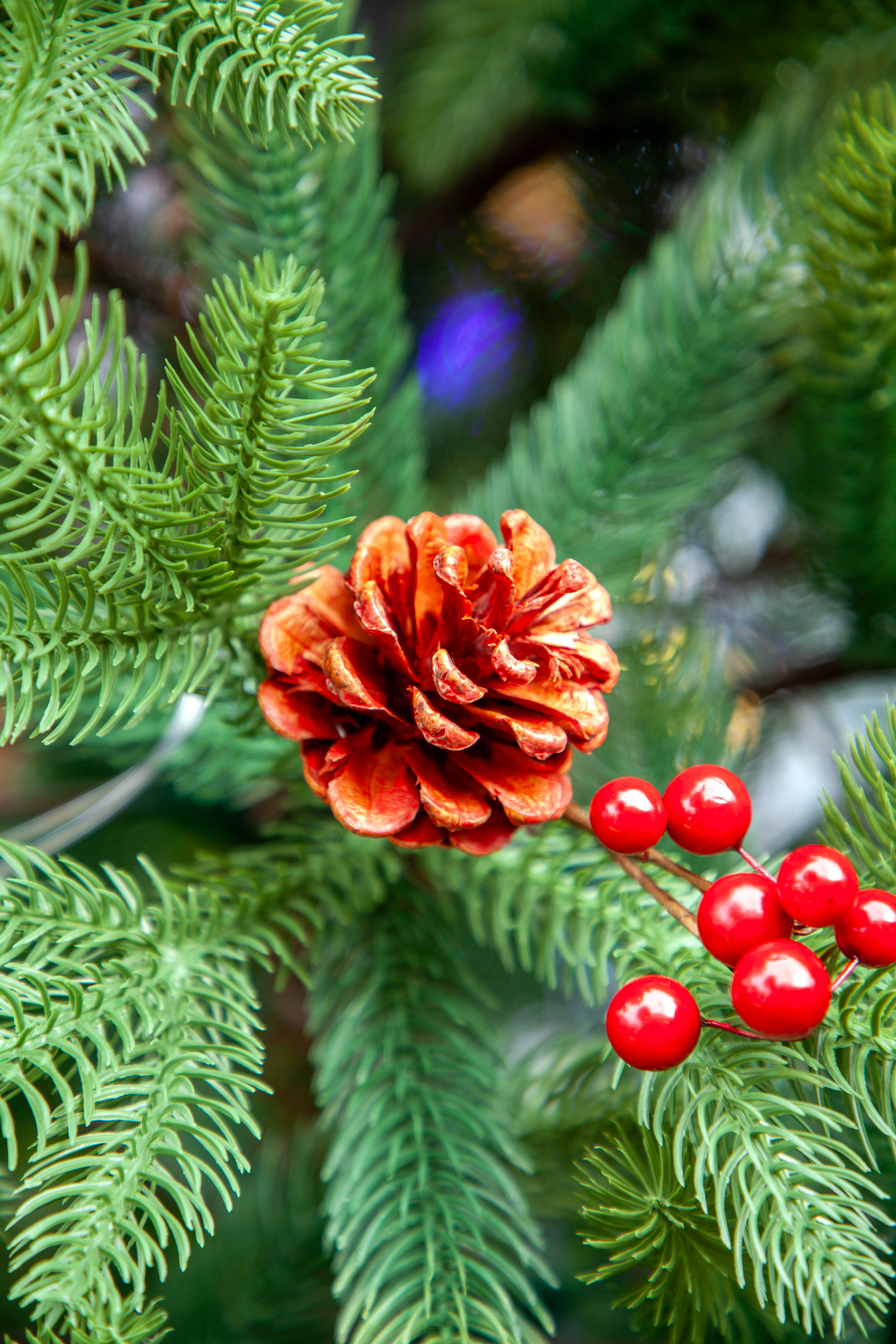 Red Fruits and Brown Pine Cones on White Wooden Surface · Free Stock Photo