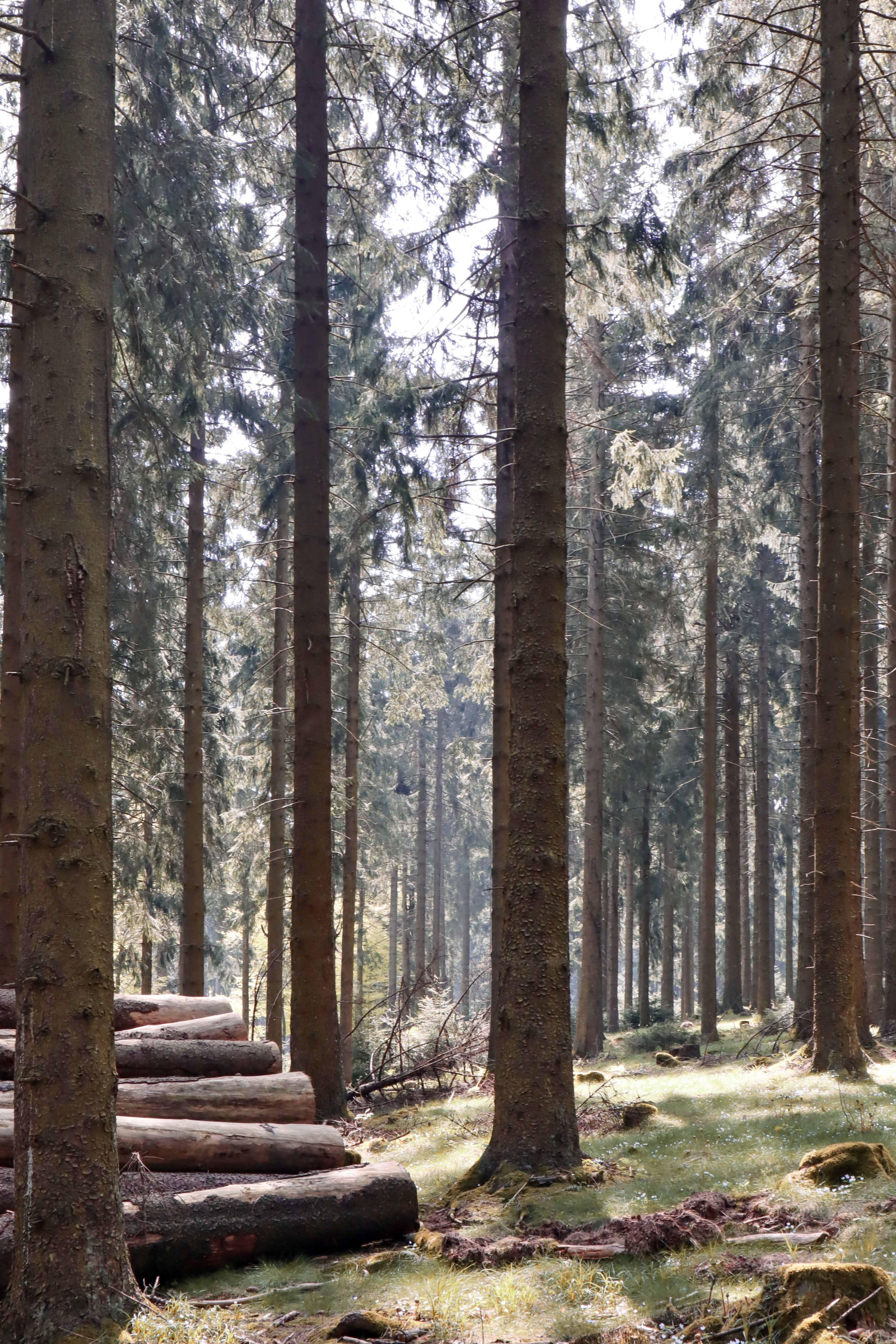 Logs in a Forest · Free Stock Photo