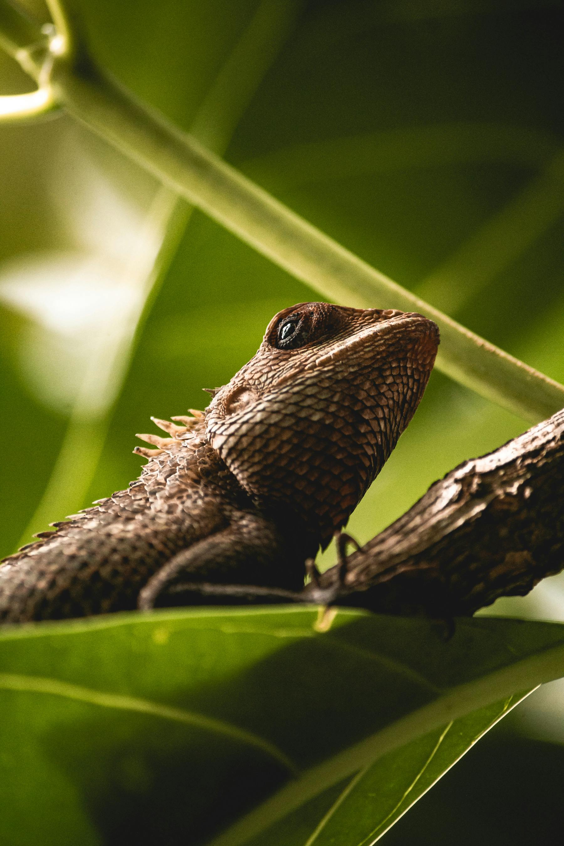 Lizard Back Photos, Download The BEST Free Lizard Back Stock Photos ...