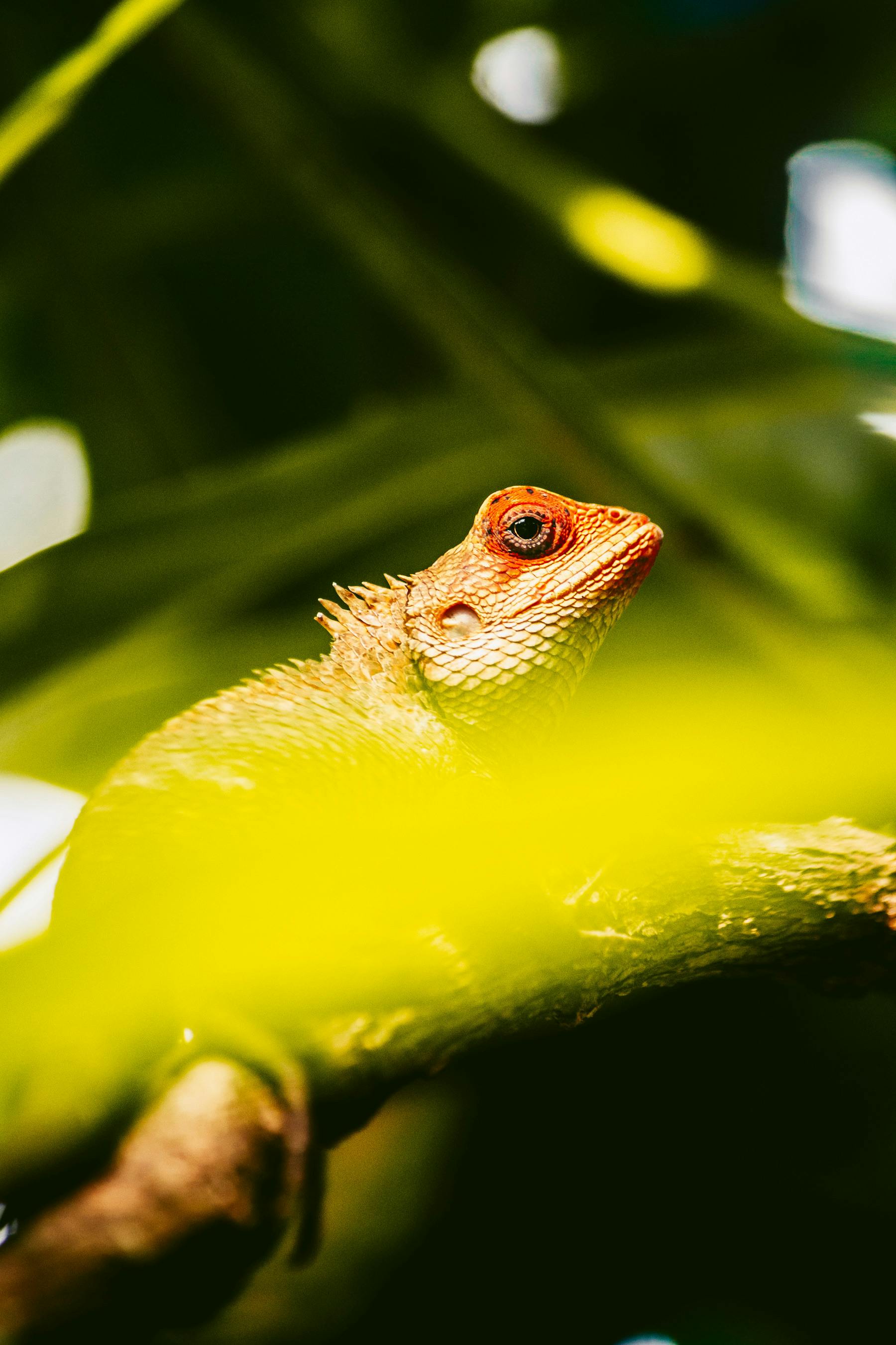 Three Lizards on Brown Wood · Free Stock Photo