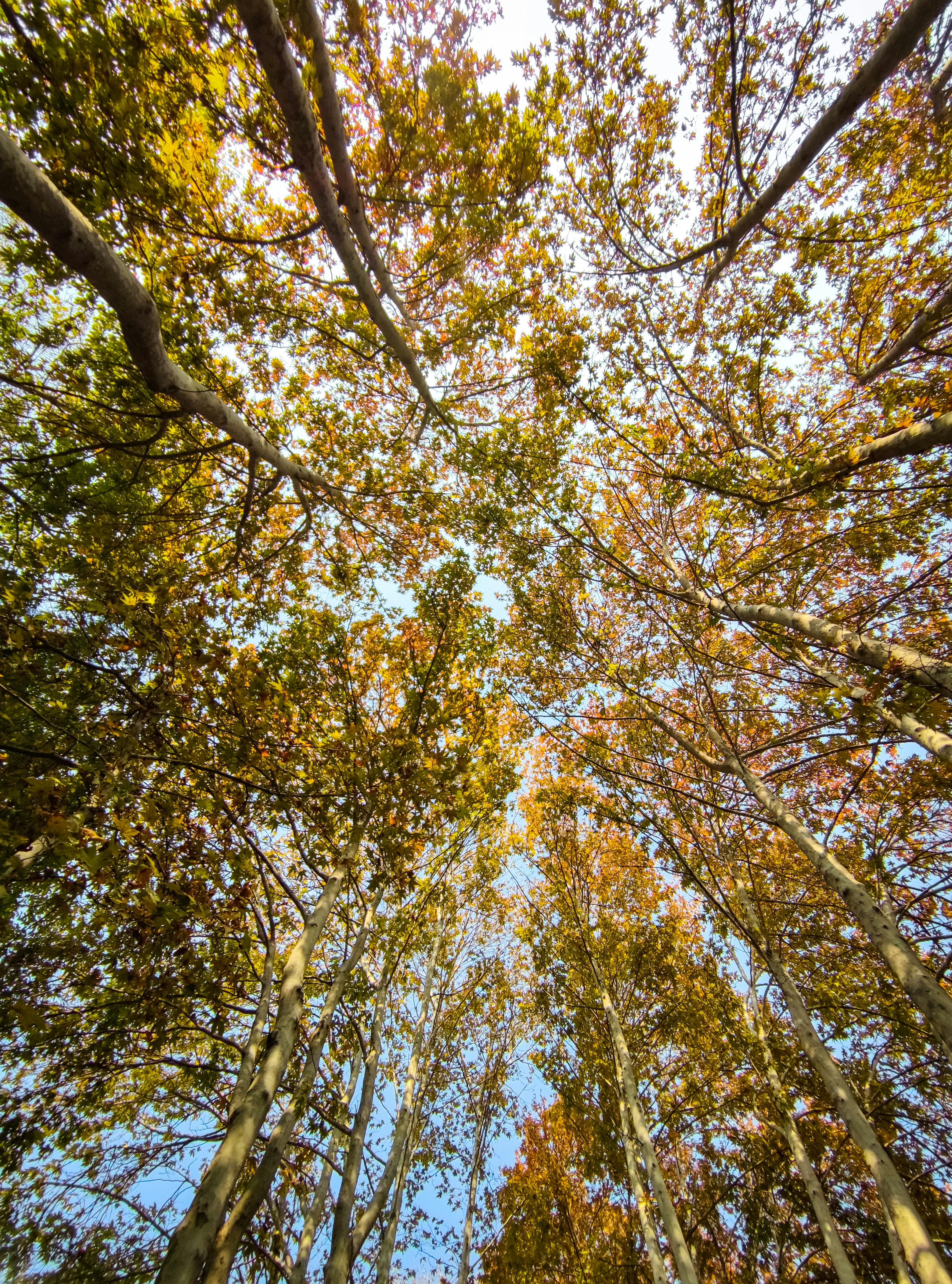 Low Angle Photography of Yellow Big Tree · Free Stock Photo