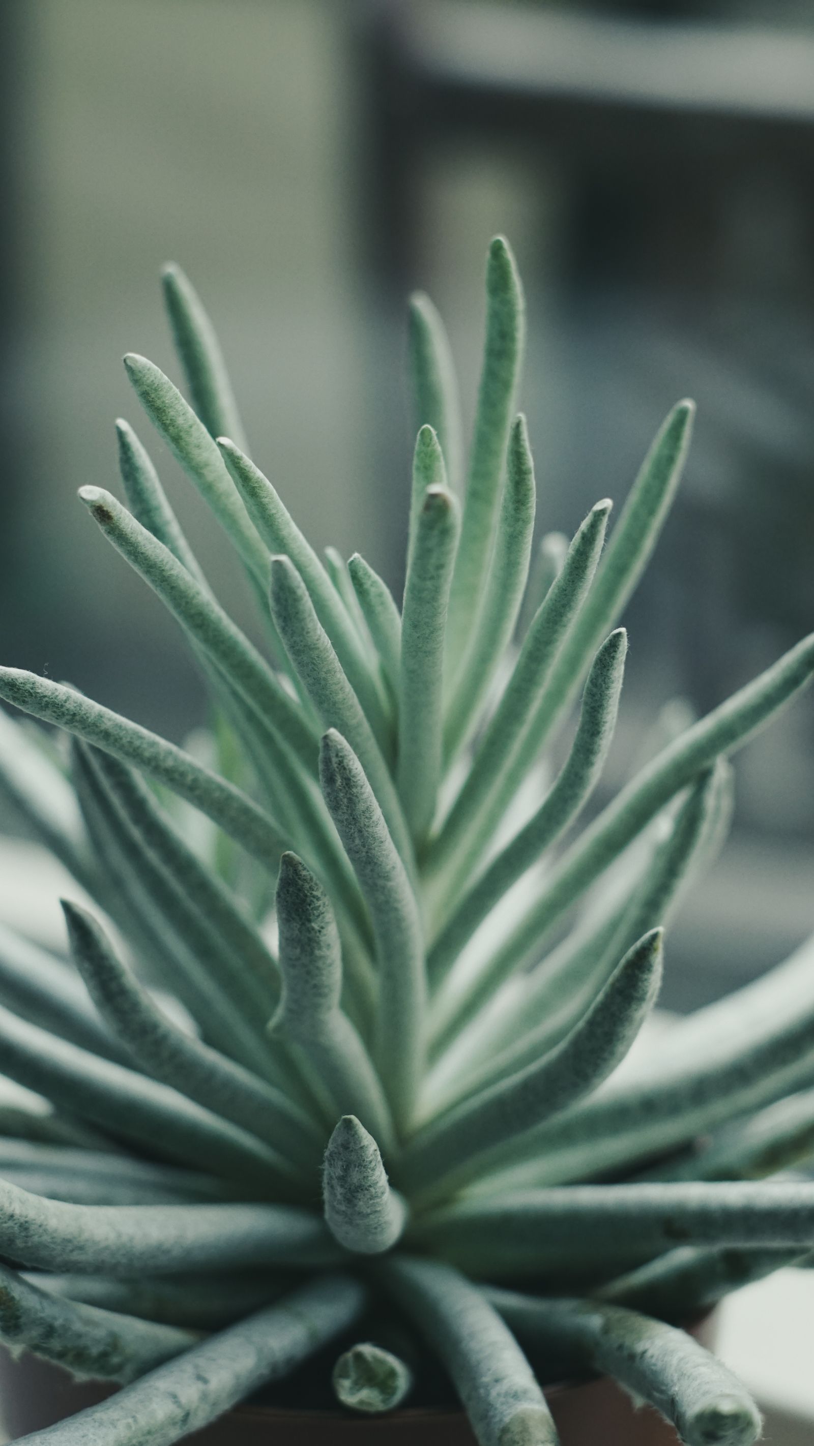 Plant Roca Photos, Download The BEST Free Plant Roca Stock Photos & HD ...