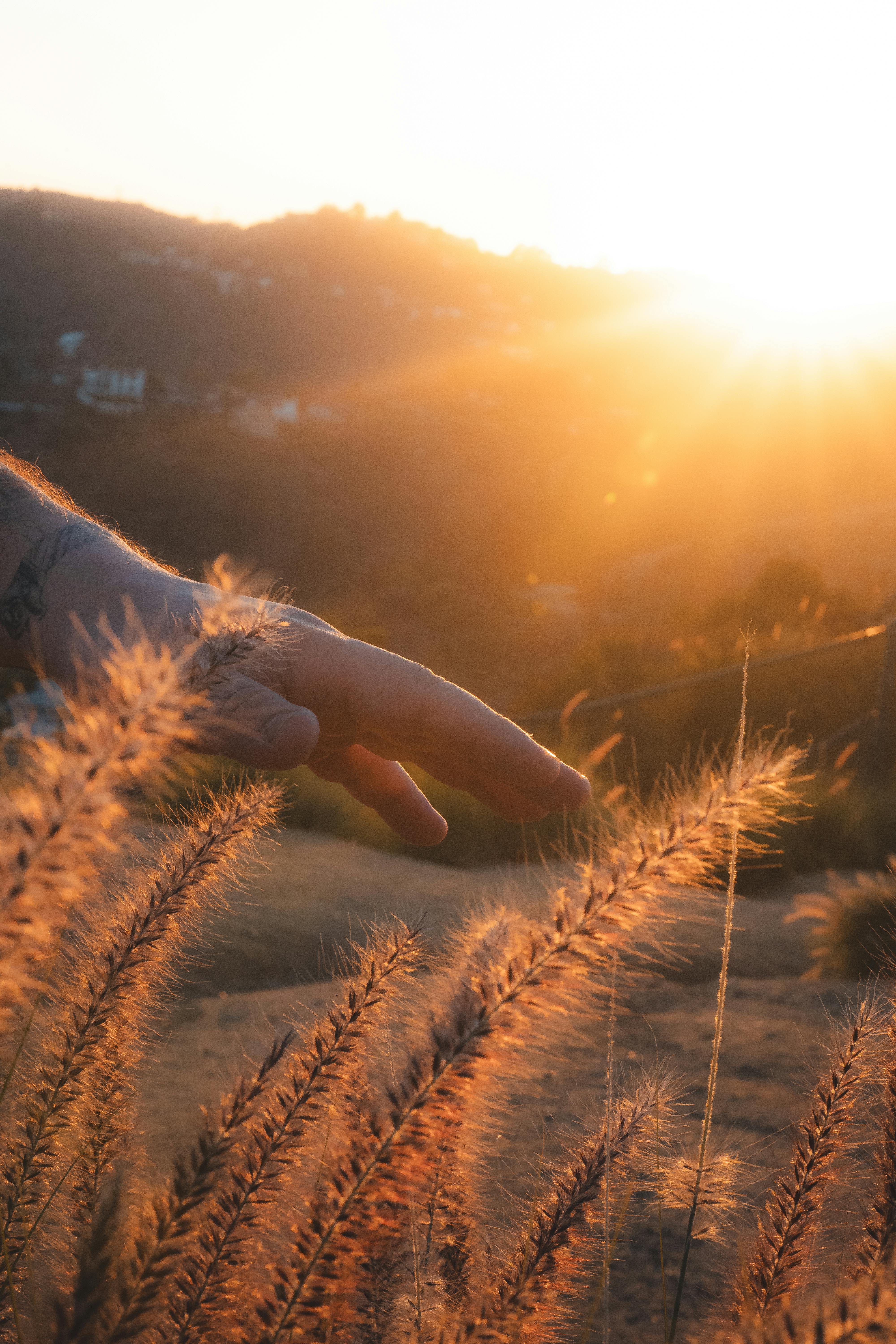 A person's hand reaching out to a field of tall grass · Free Stock Photo