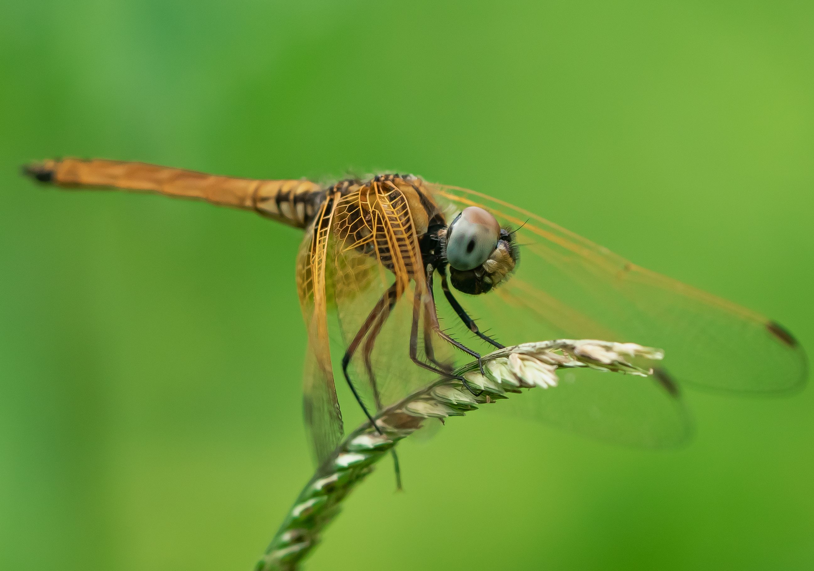 Dragonfly in Nature · Free Stock Photo