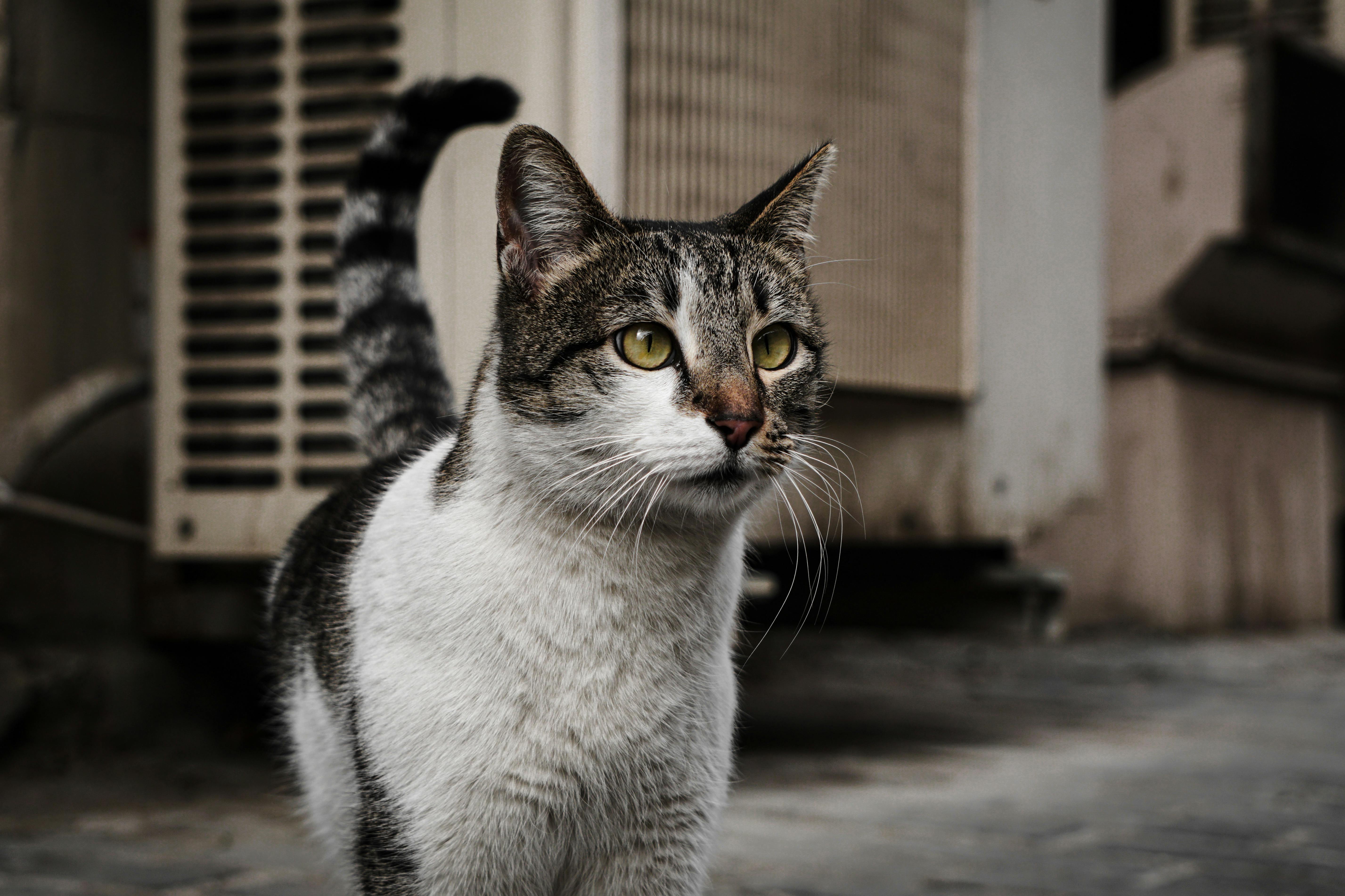 Close up of Cat · Free Stock Photo