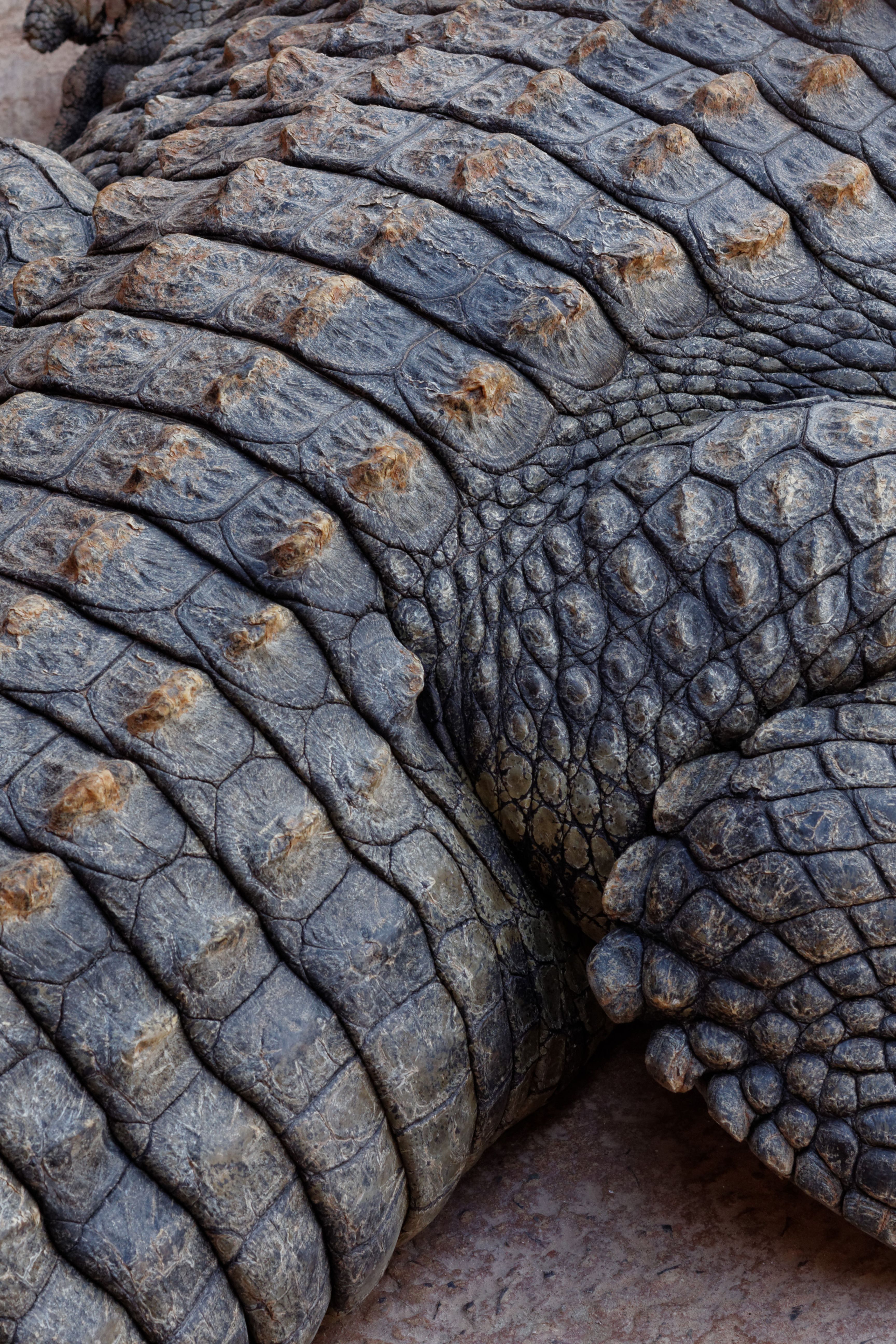 Close up of Aligator Skin · Free Stock Photo