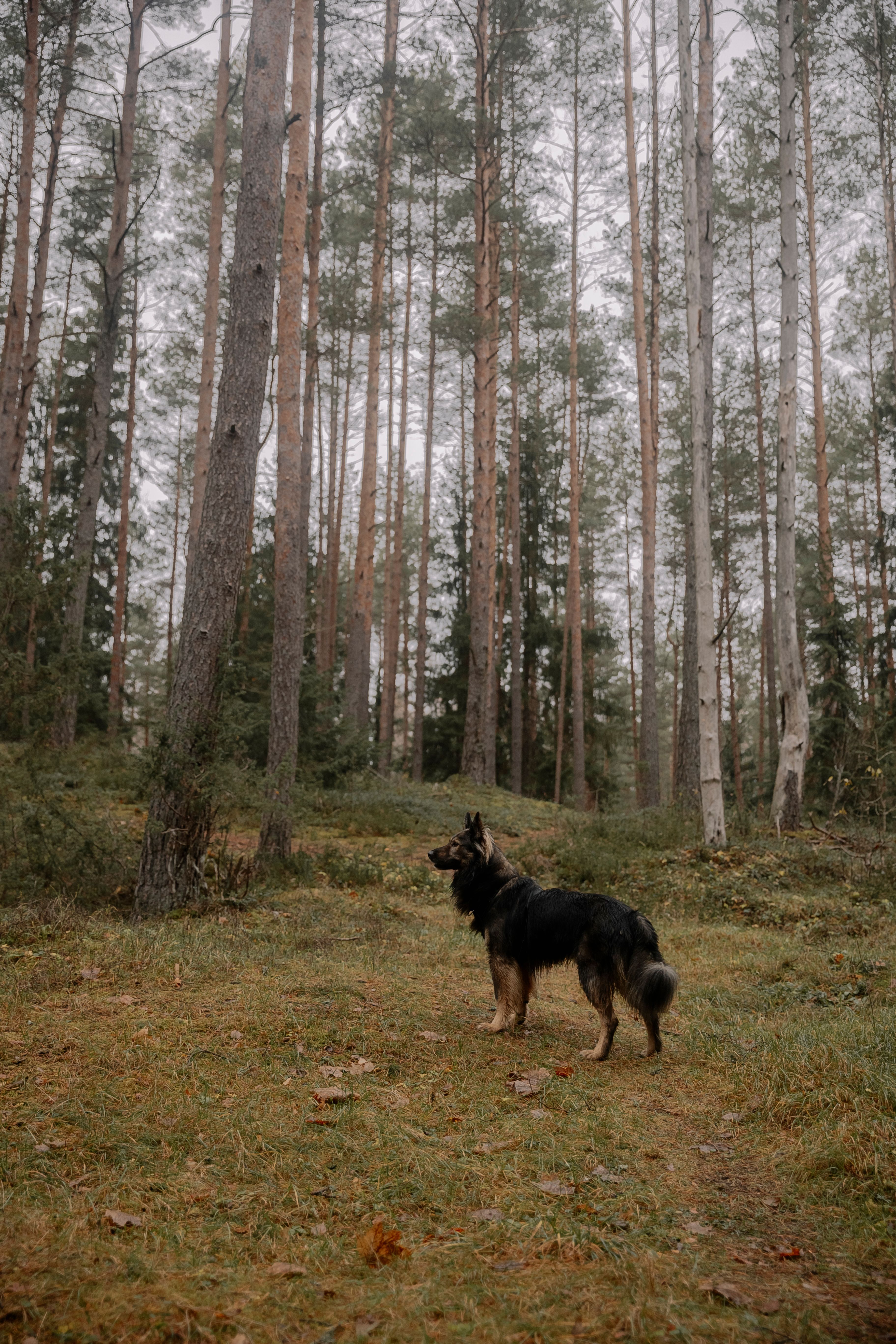 Shepherd Dog in Forest · Free Stock Photo