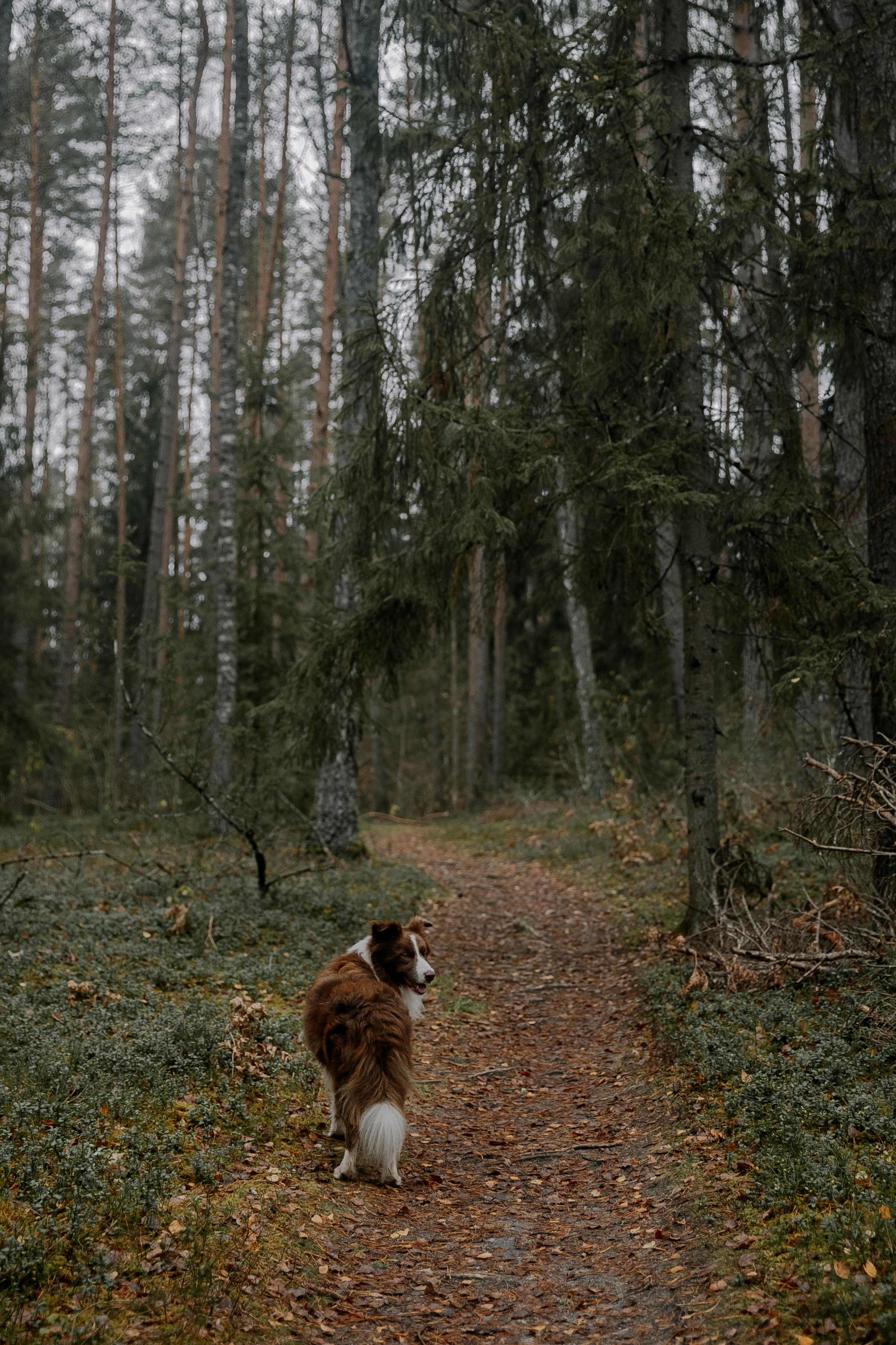 Dog Standing on a Forest Path · Free Stock Photo