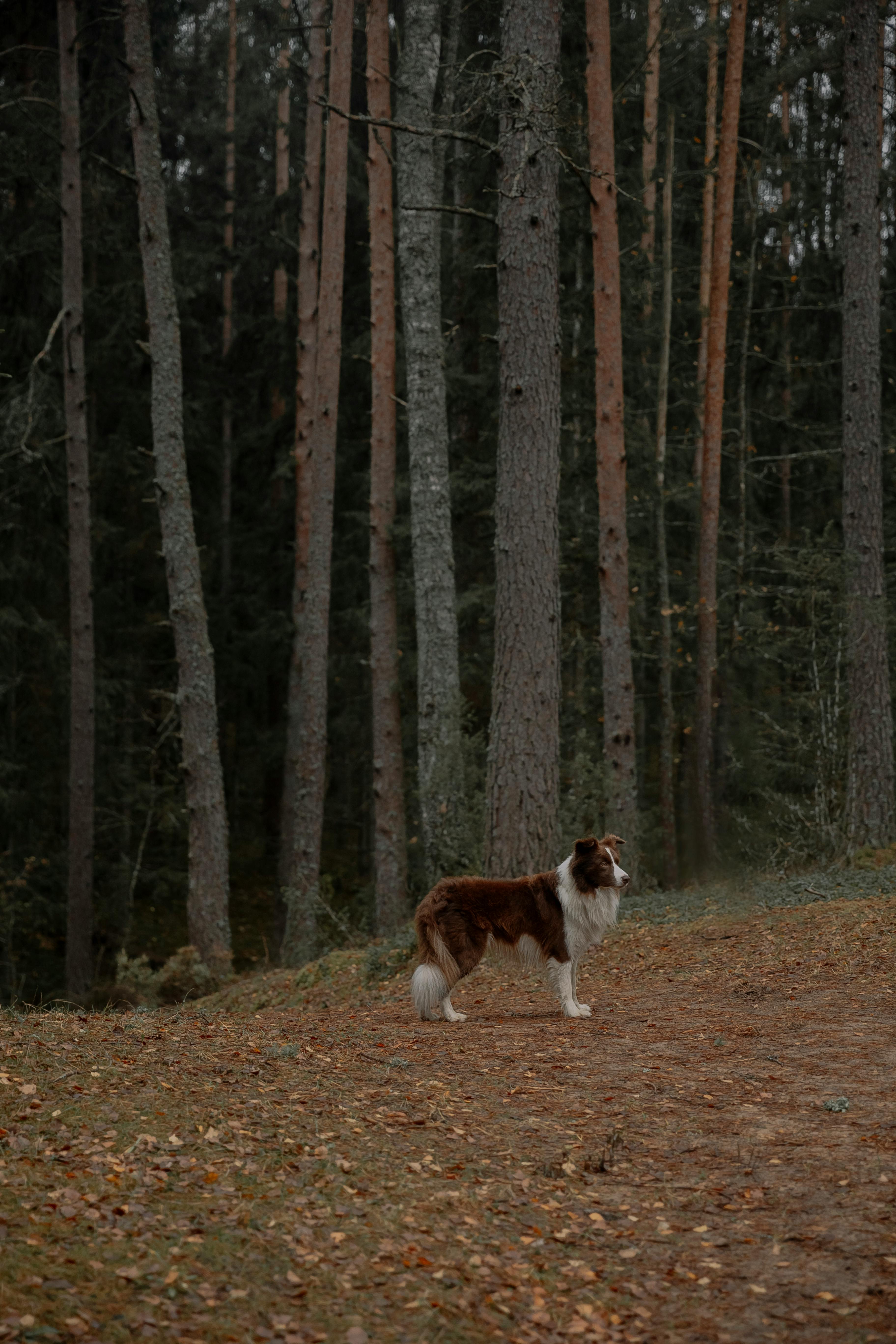 Dog on Grassland near Forest · Free Stock Photo