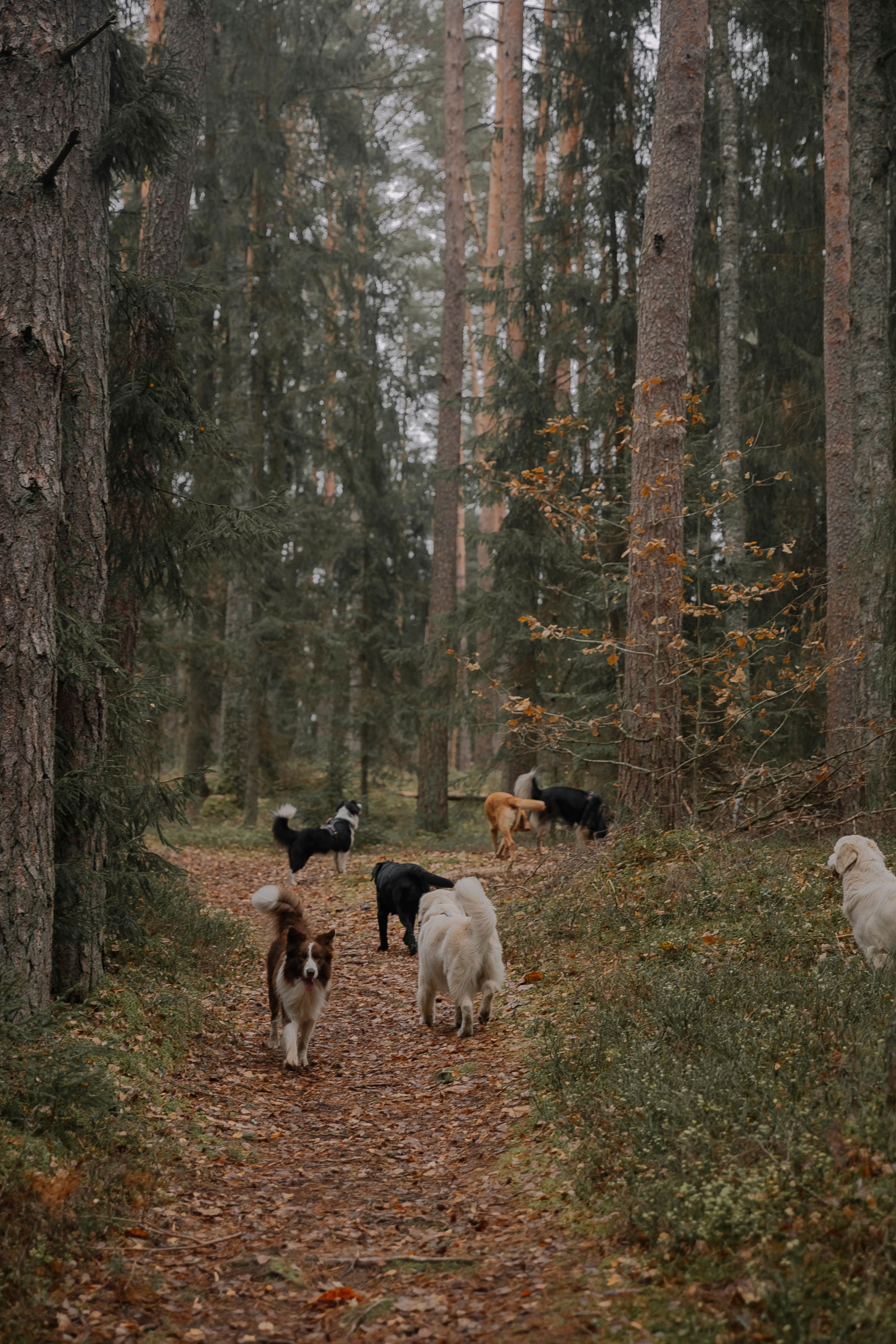 Animals In Forest Photos, Download The BEST Free Animals In Forest ...