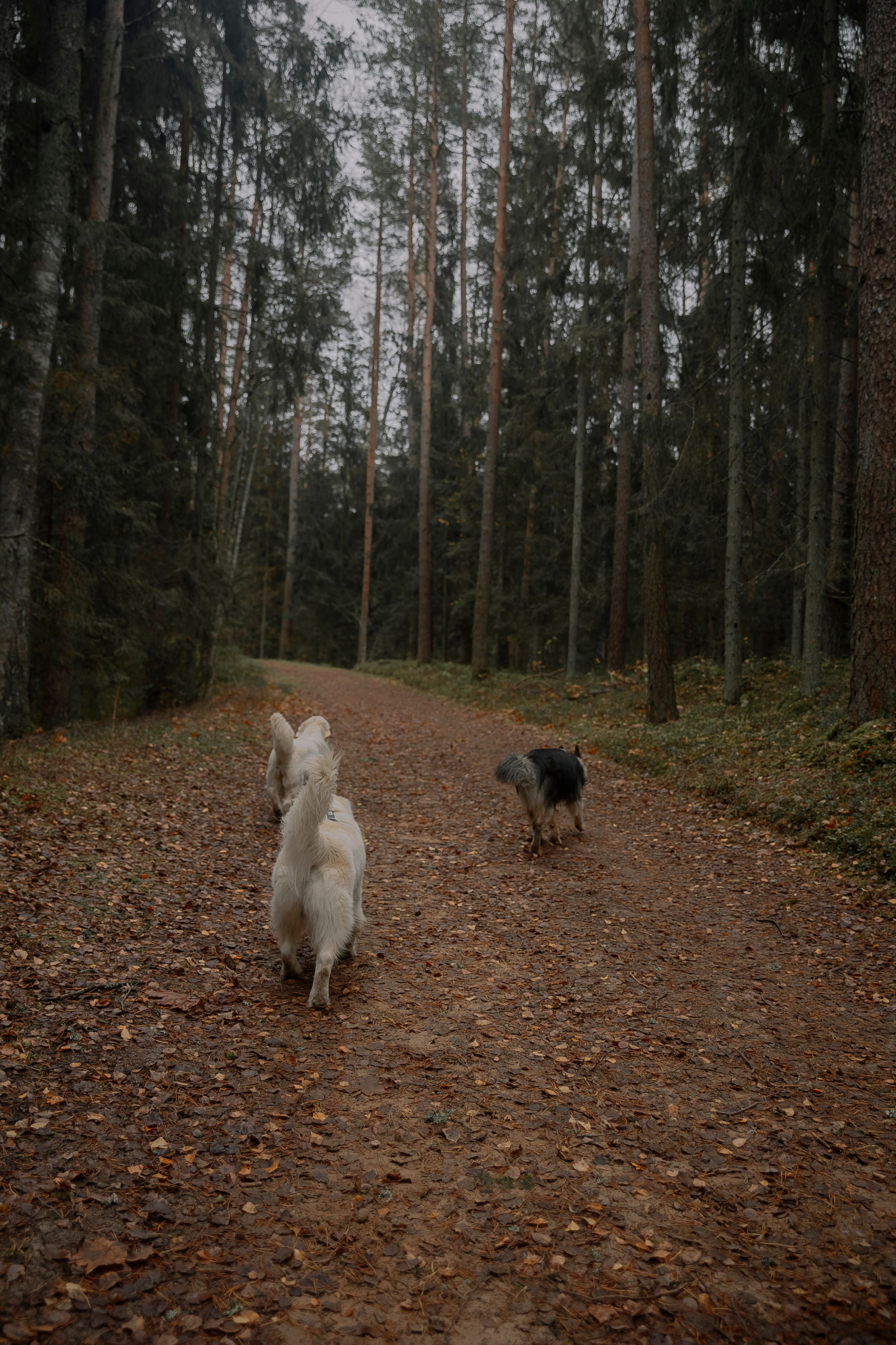 Dogs Walking down a Country Road in a Forest · Free Stock Photo