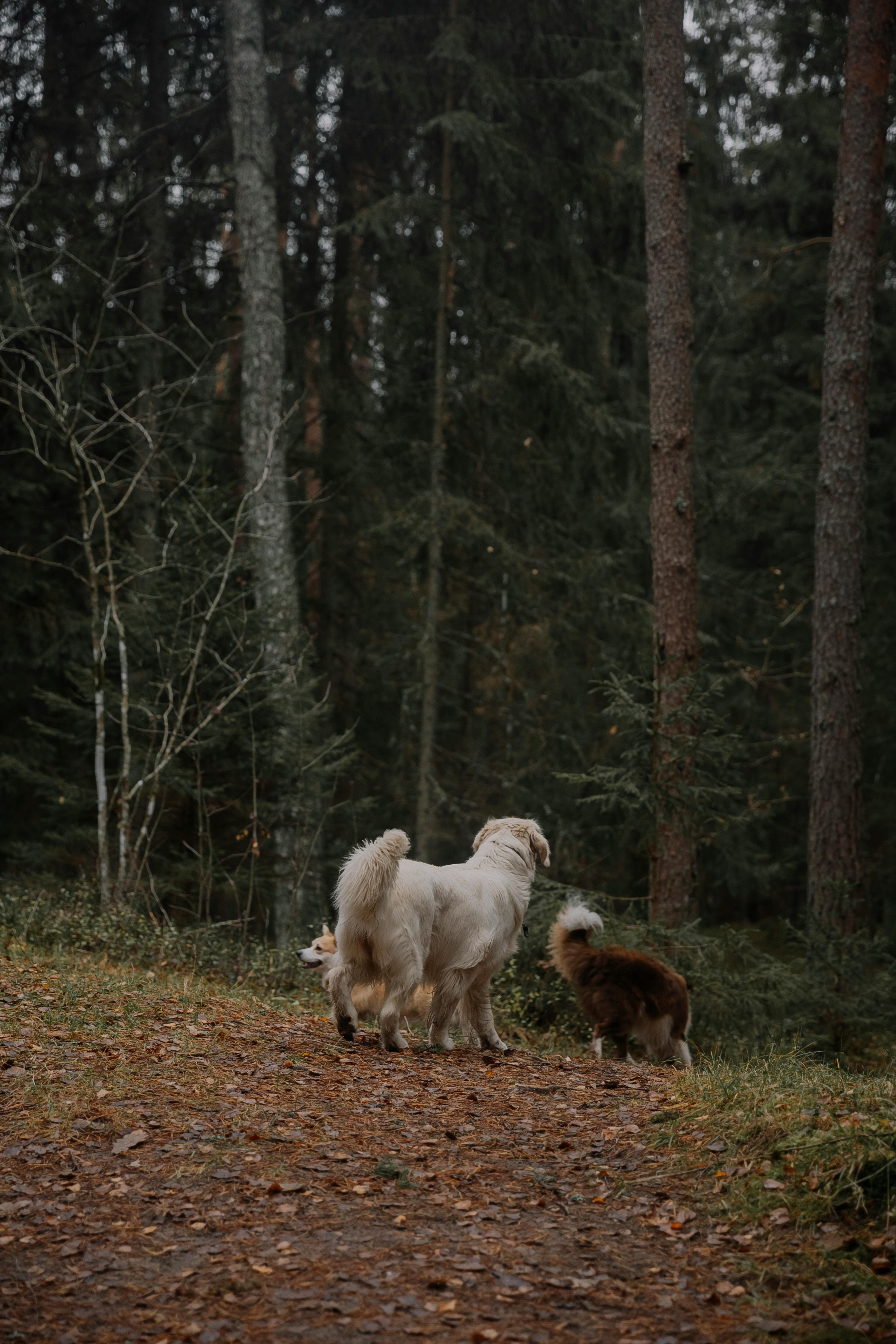 Dogs Discord Photos, Download The BEST Free Dogs Discord Stock Photos ...