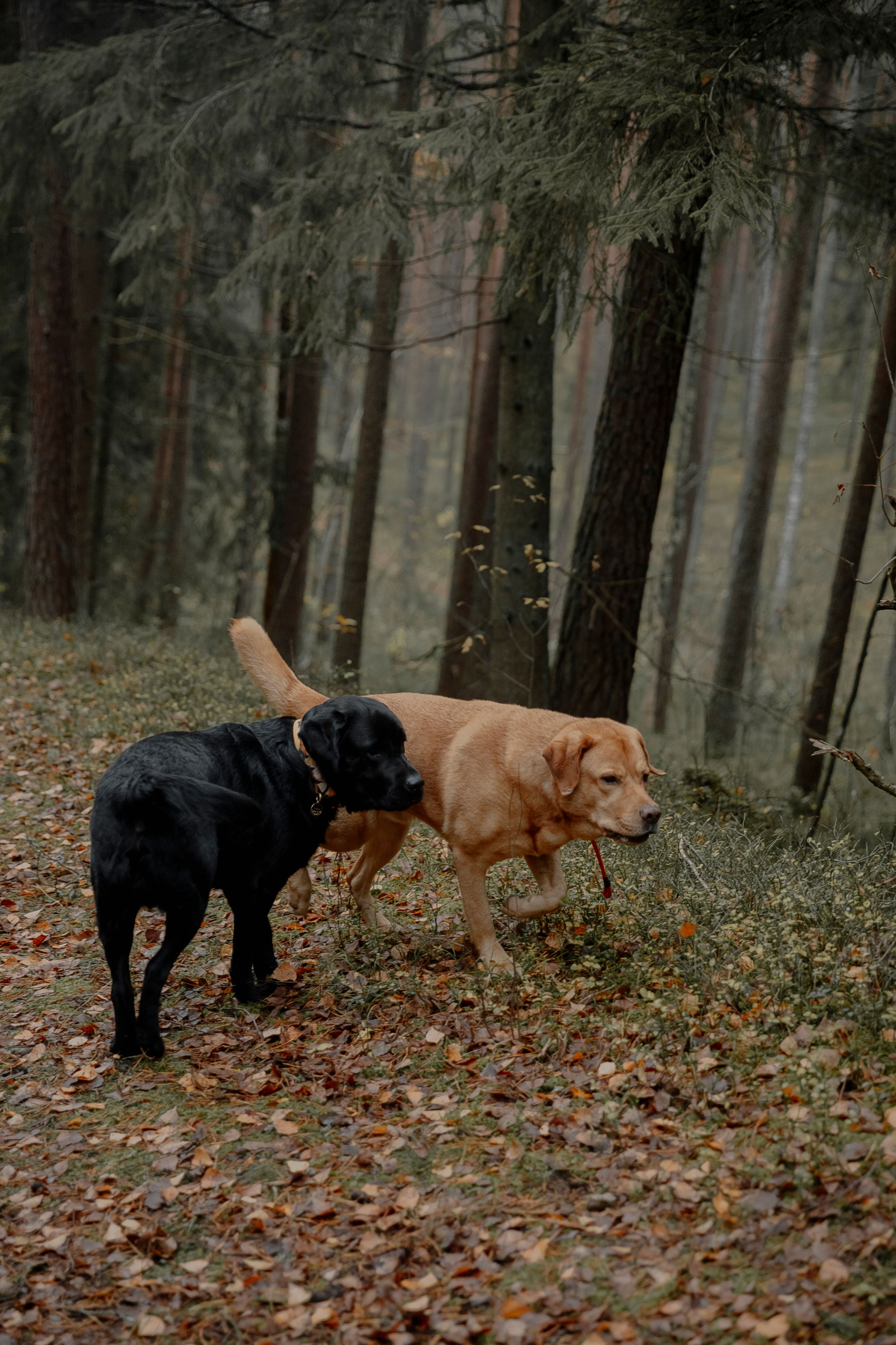 Dogs Vertical Photos, Download The BEST Free Dogs Vertical Stock Photos ...