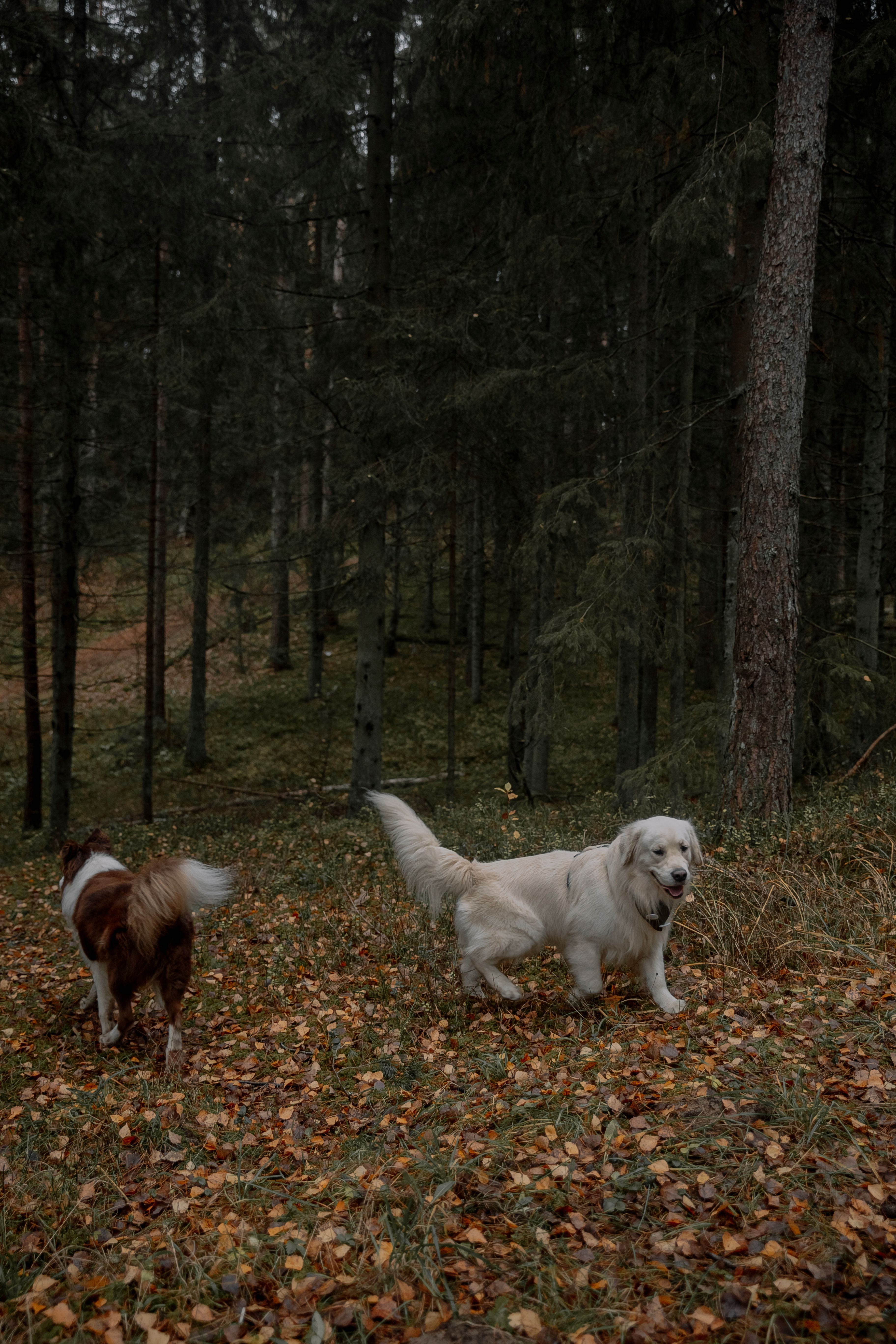 Two Dogs in a Forest · Free Stock Photo