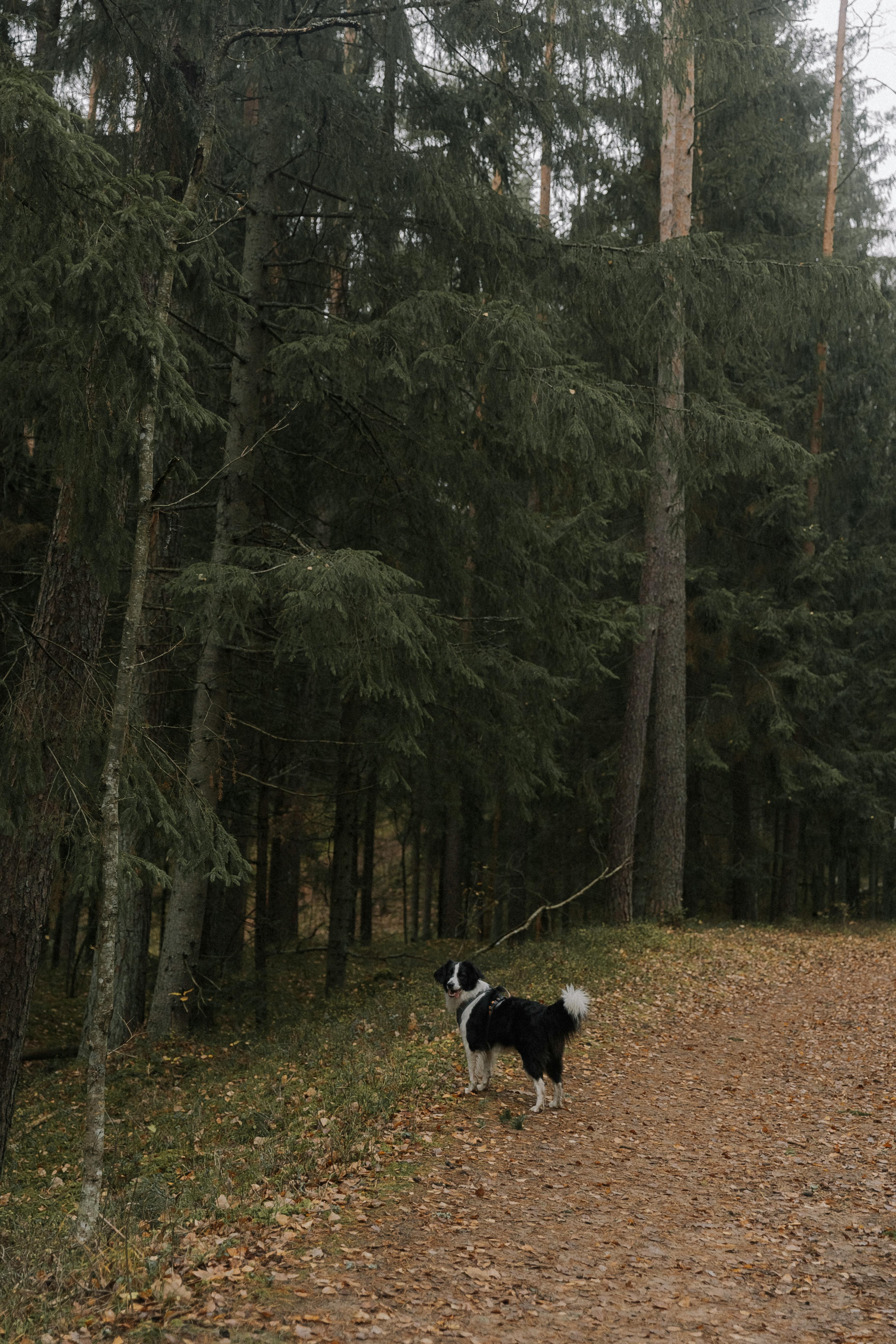 Dog near Trees · Free Stock Photo