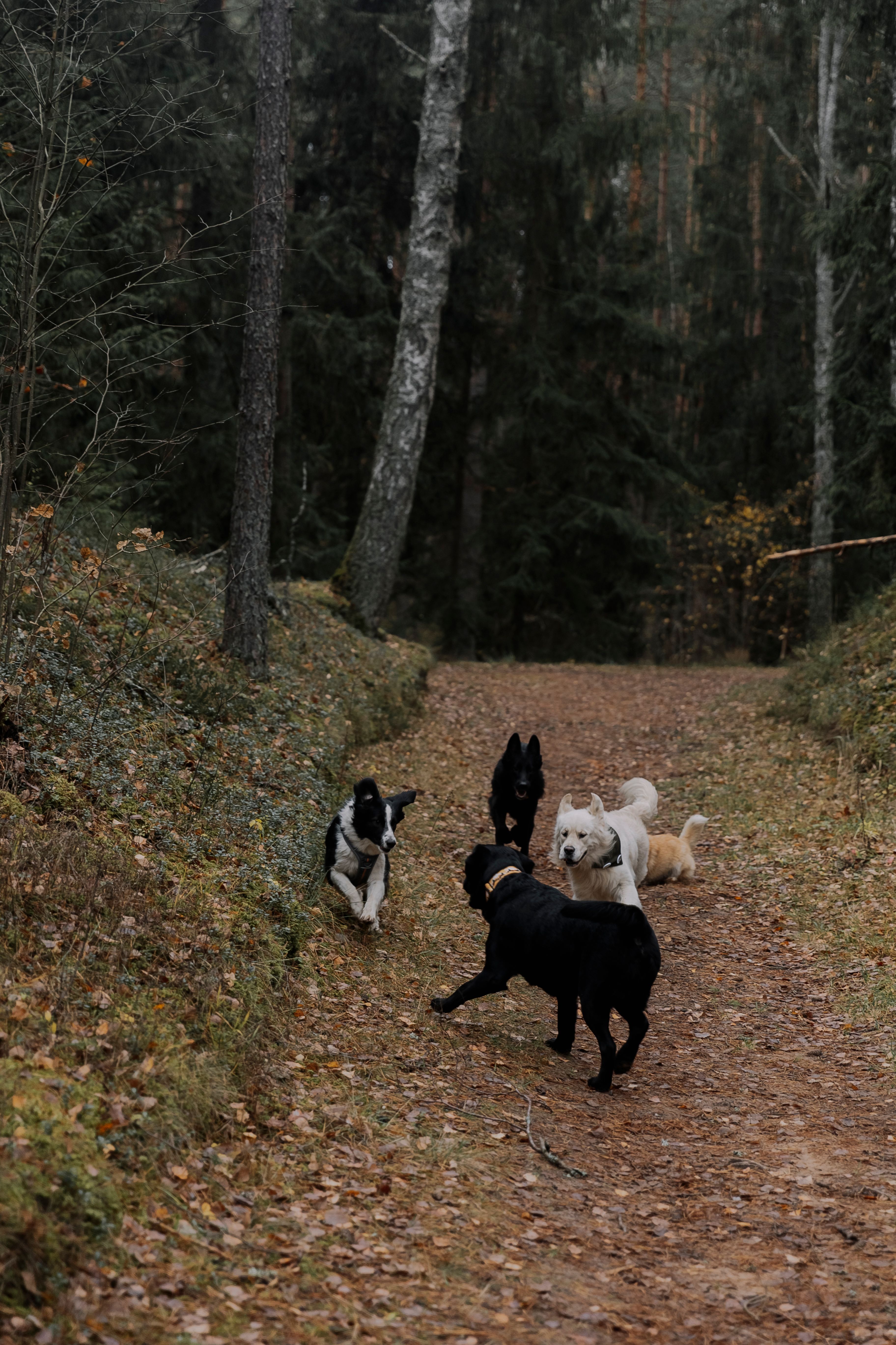 Animals In Forest Photos, Download The BEST Free Animals In Forest ...