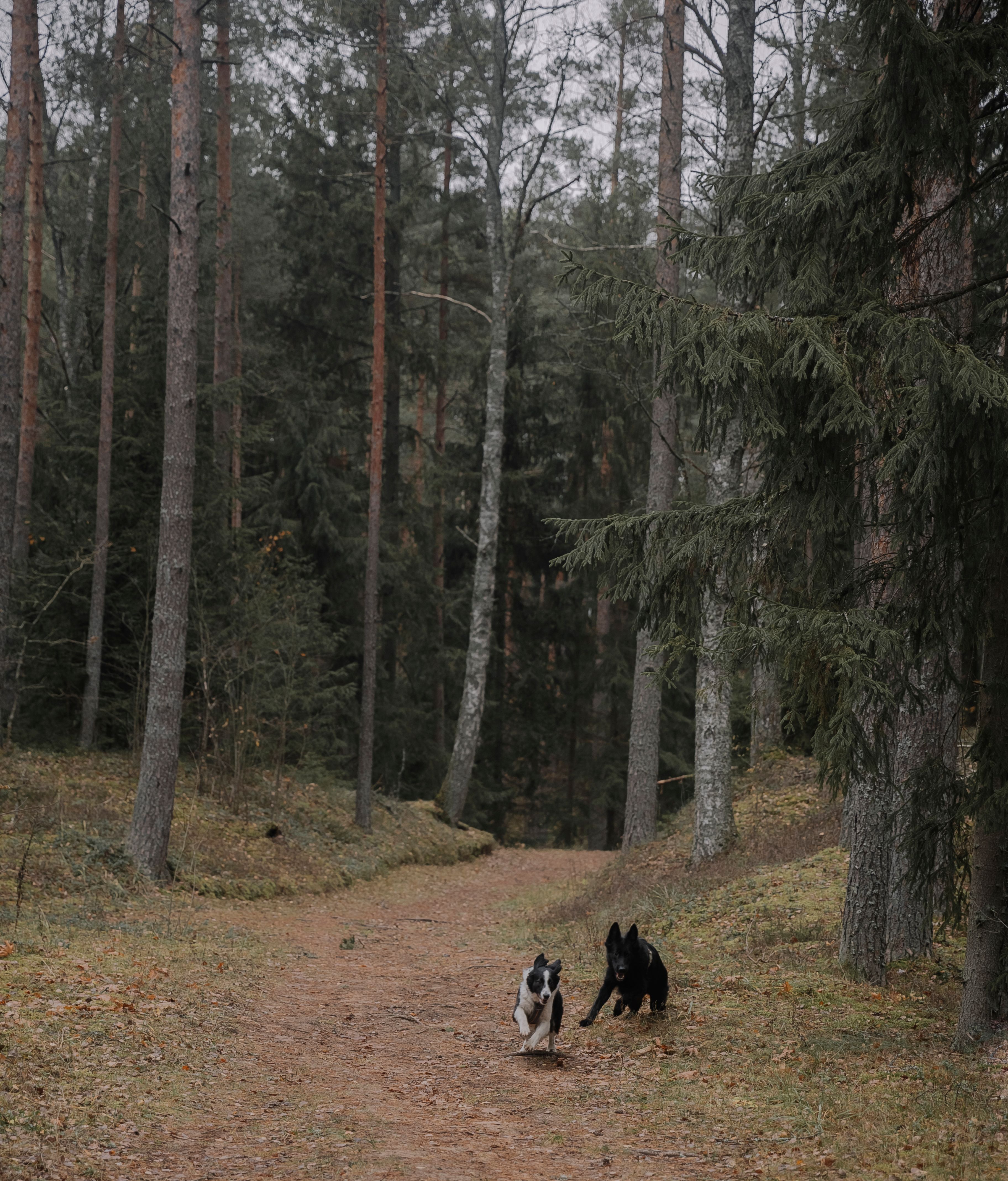 Dogs Playing Photos, Download The BEST Free Dogs Playing Stock Photos ...