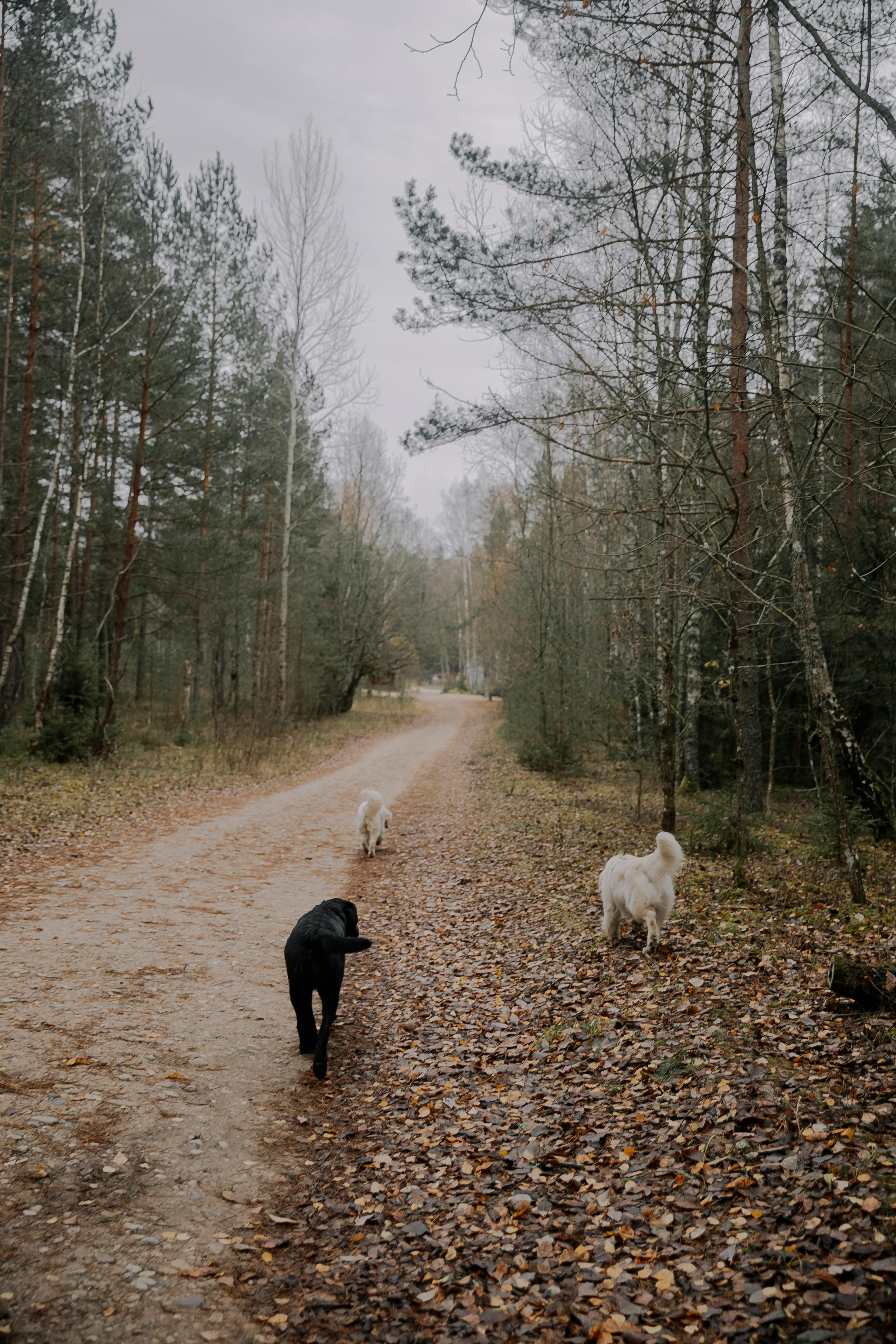 Dogs Running down the Dirt Road in a Forest · Free Stock Photo