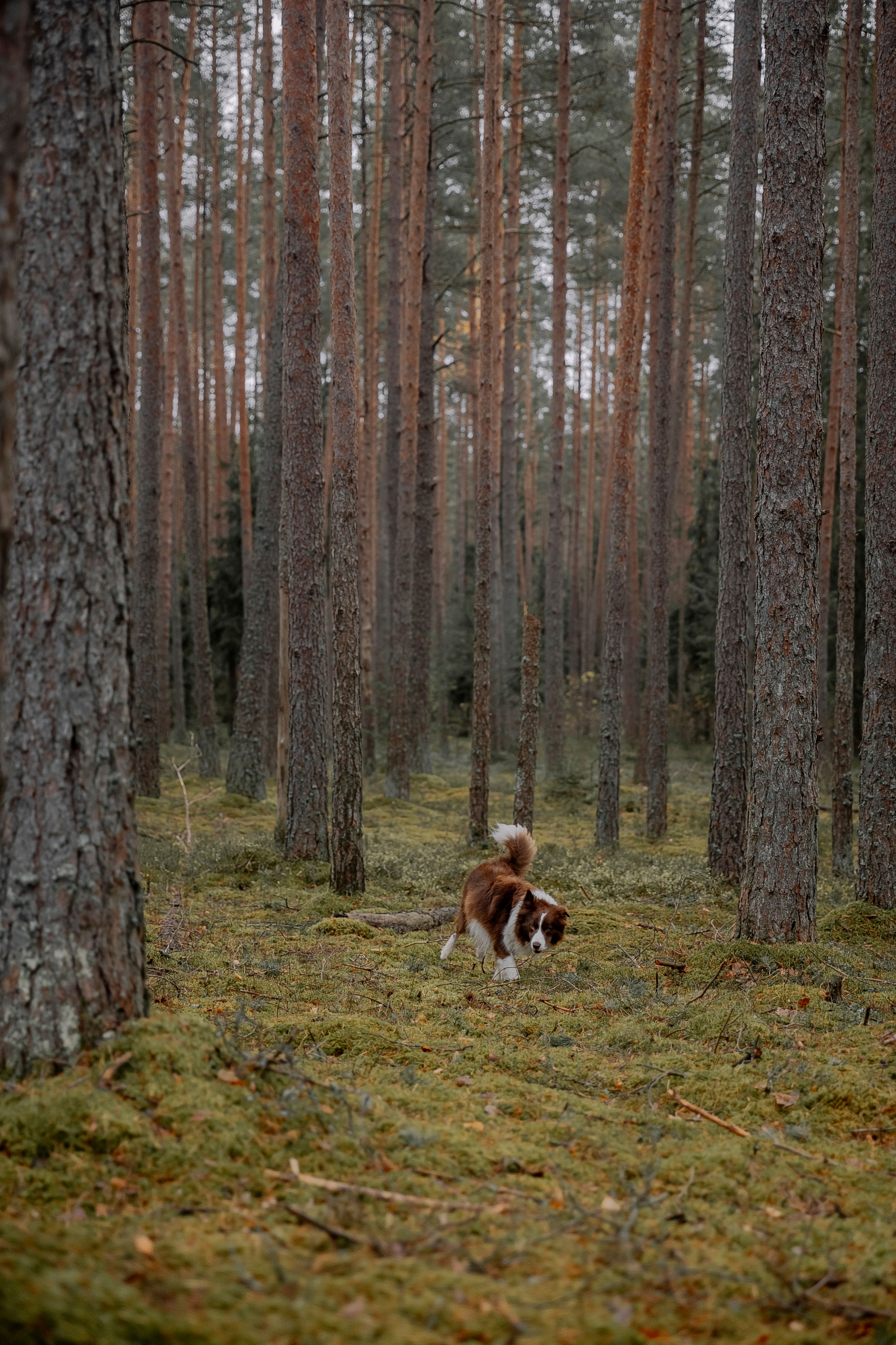 Running Through The Woods Photos, Download The BEST Free Running ...