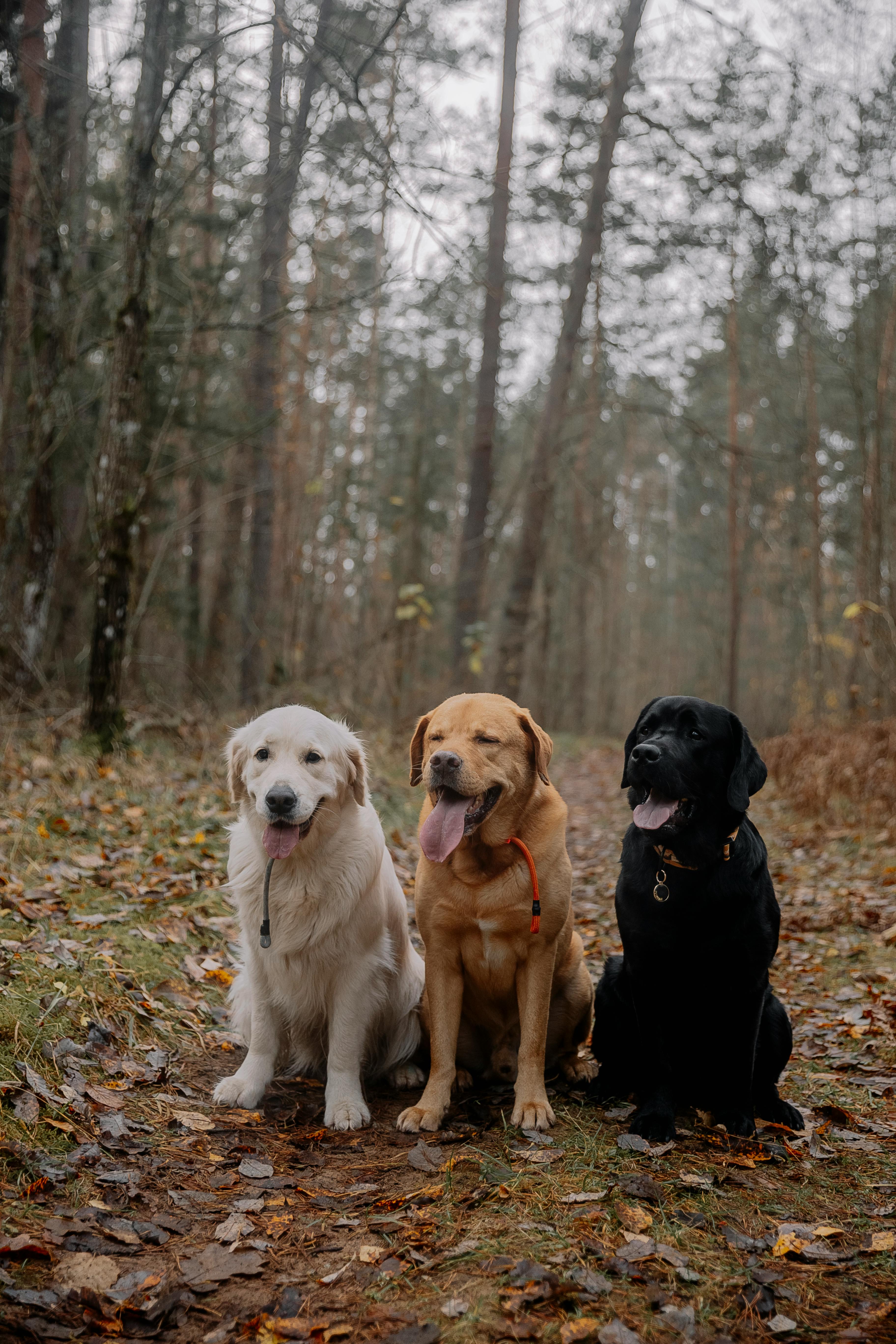 Dogs Sitting on Ground in Forest · Free Stock Photo