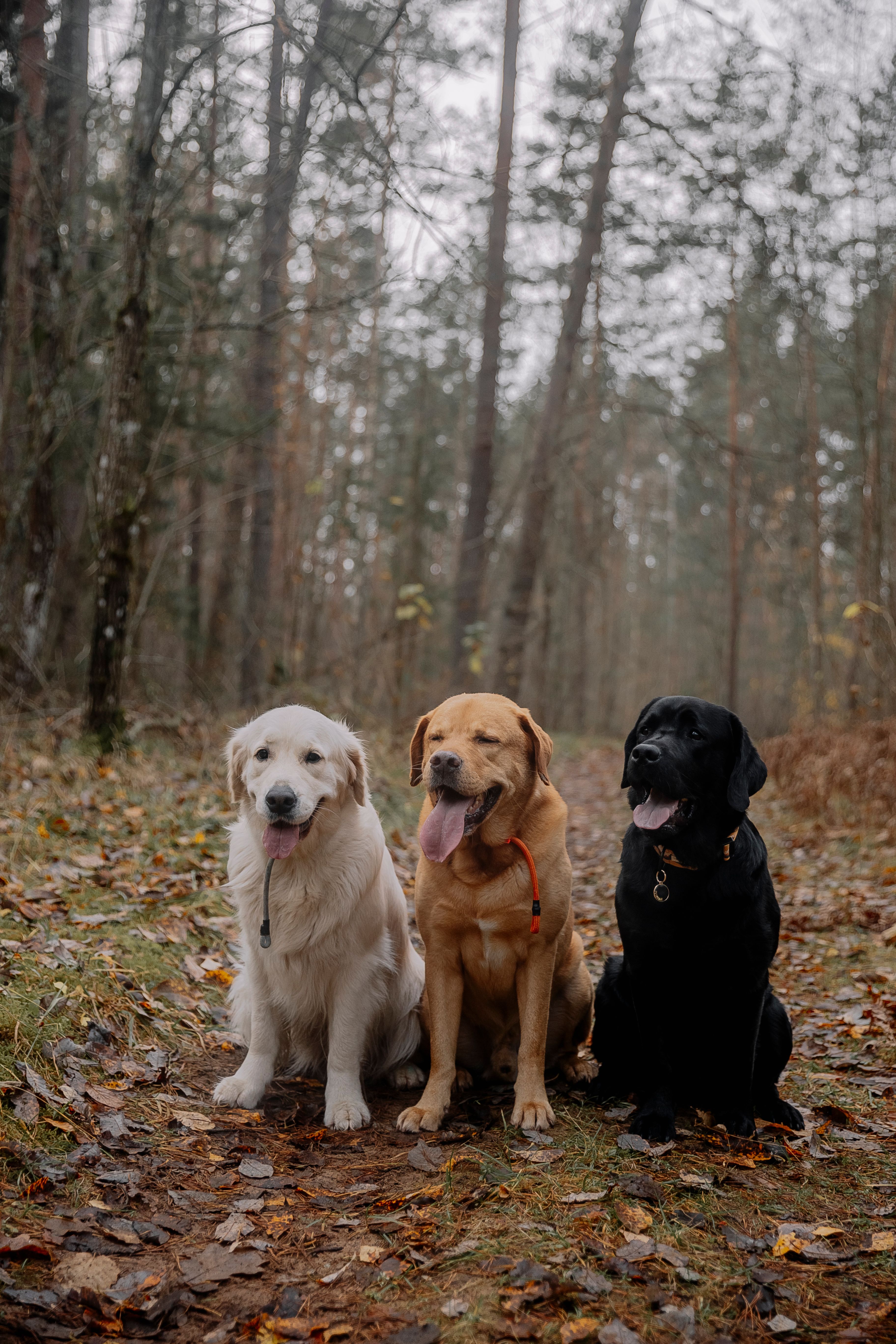 Dogs Sitting on Ground in Forest · Free Stock Photo