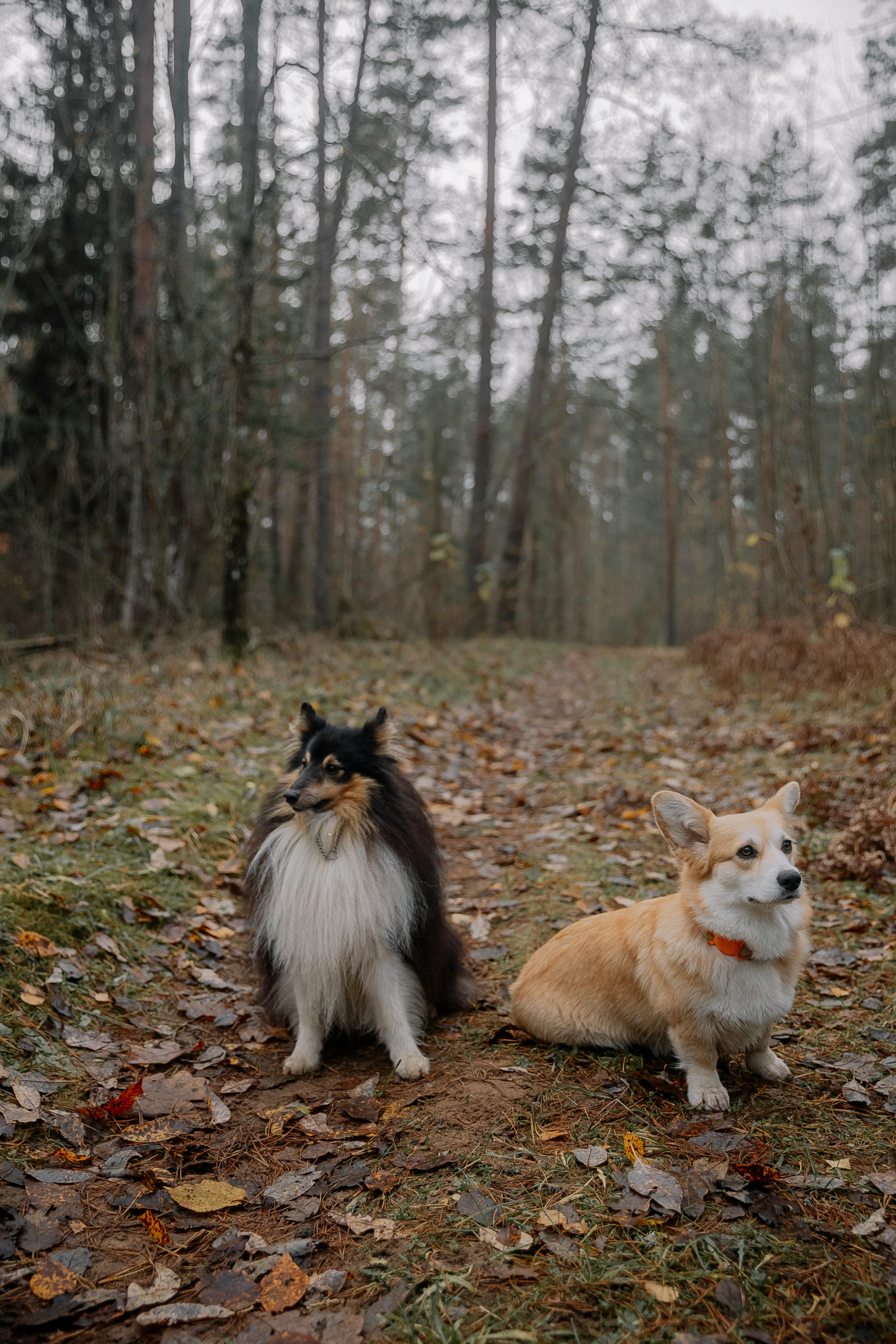 Fall Dogs Photos, Download The BEST Free Fall Dogs Stock Photos & HD Images