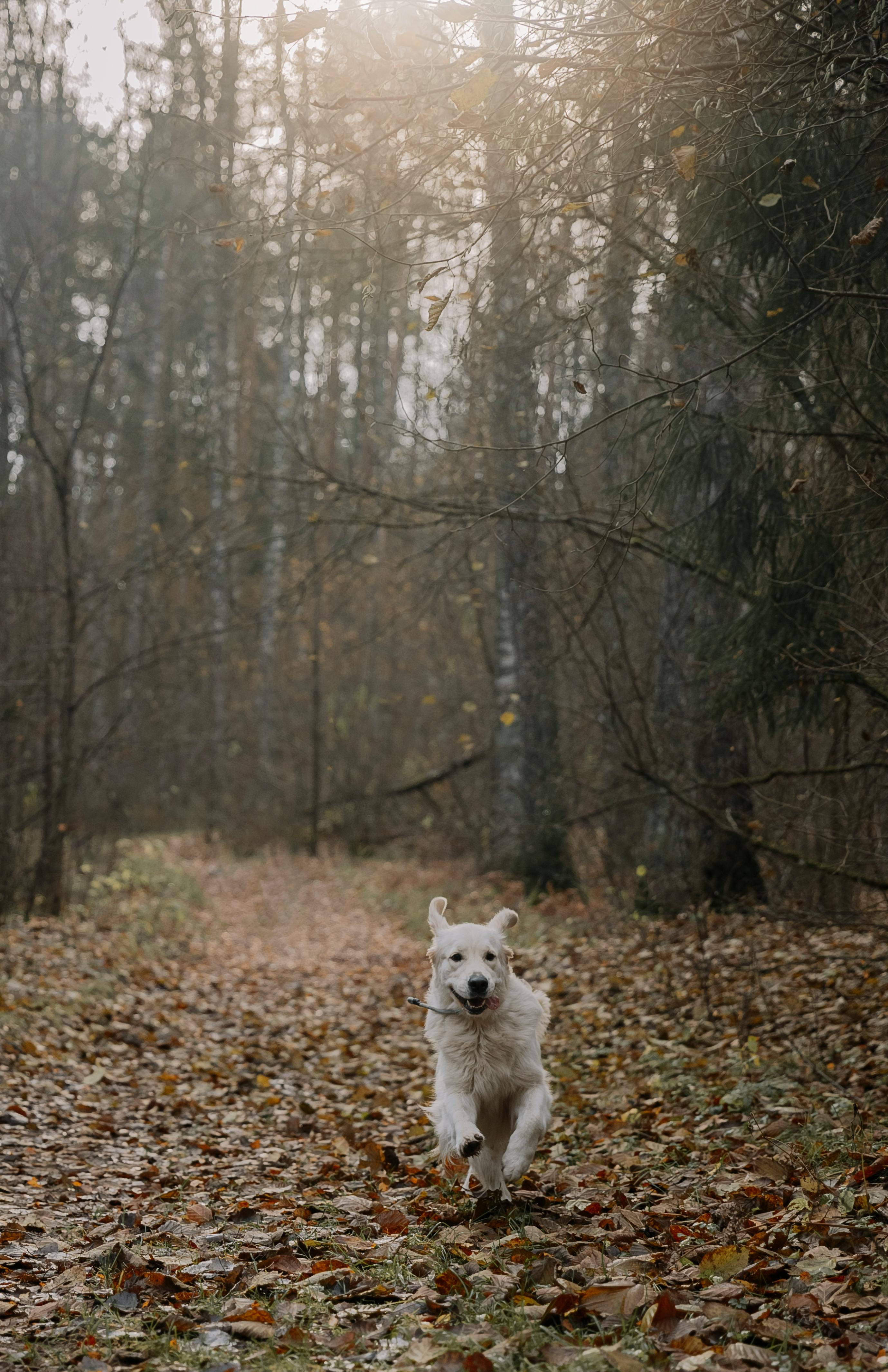 A Dog in a Forest · Free Stock Photo