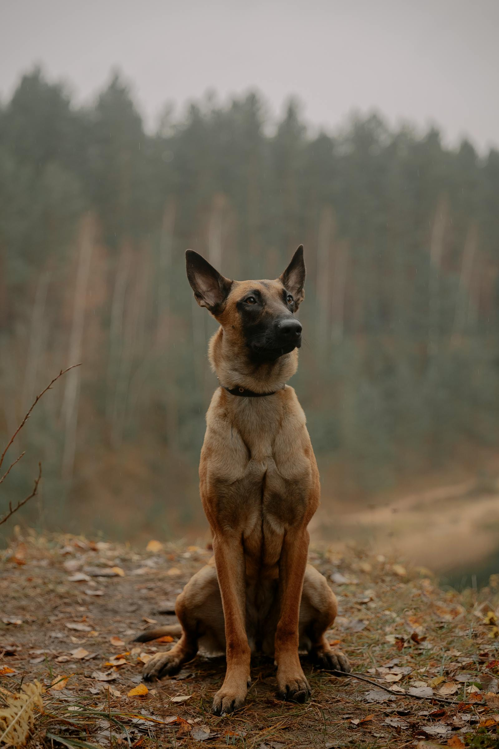 Belgian Malinois Photos, Download The BEST Free Belgian Malinois Stock ...